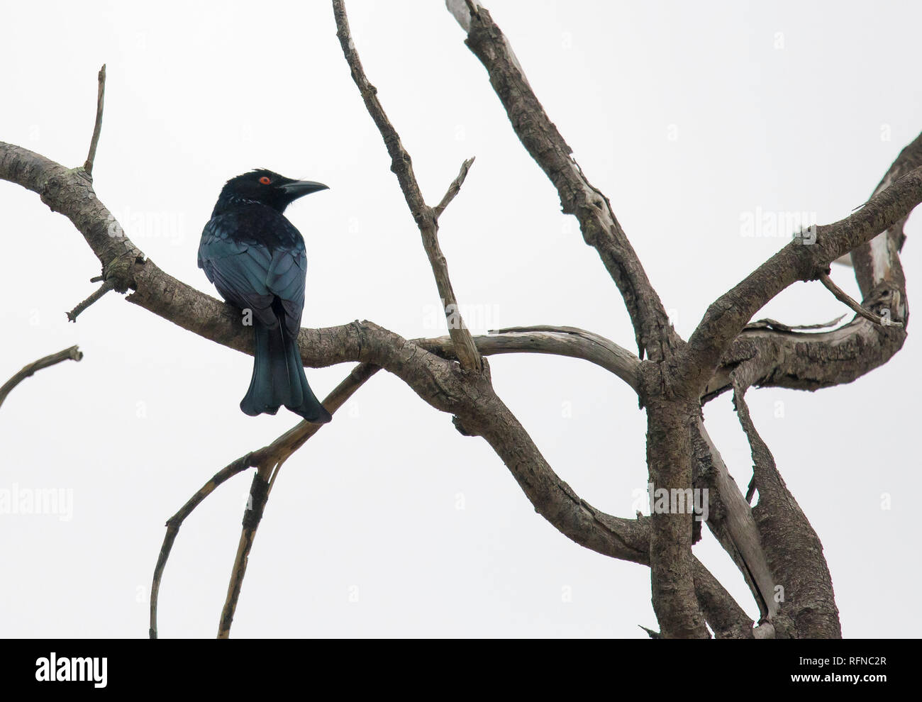 Bracteatus High Resolution Stock Photography and Images - Alamy