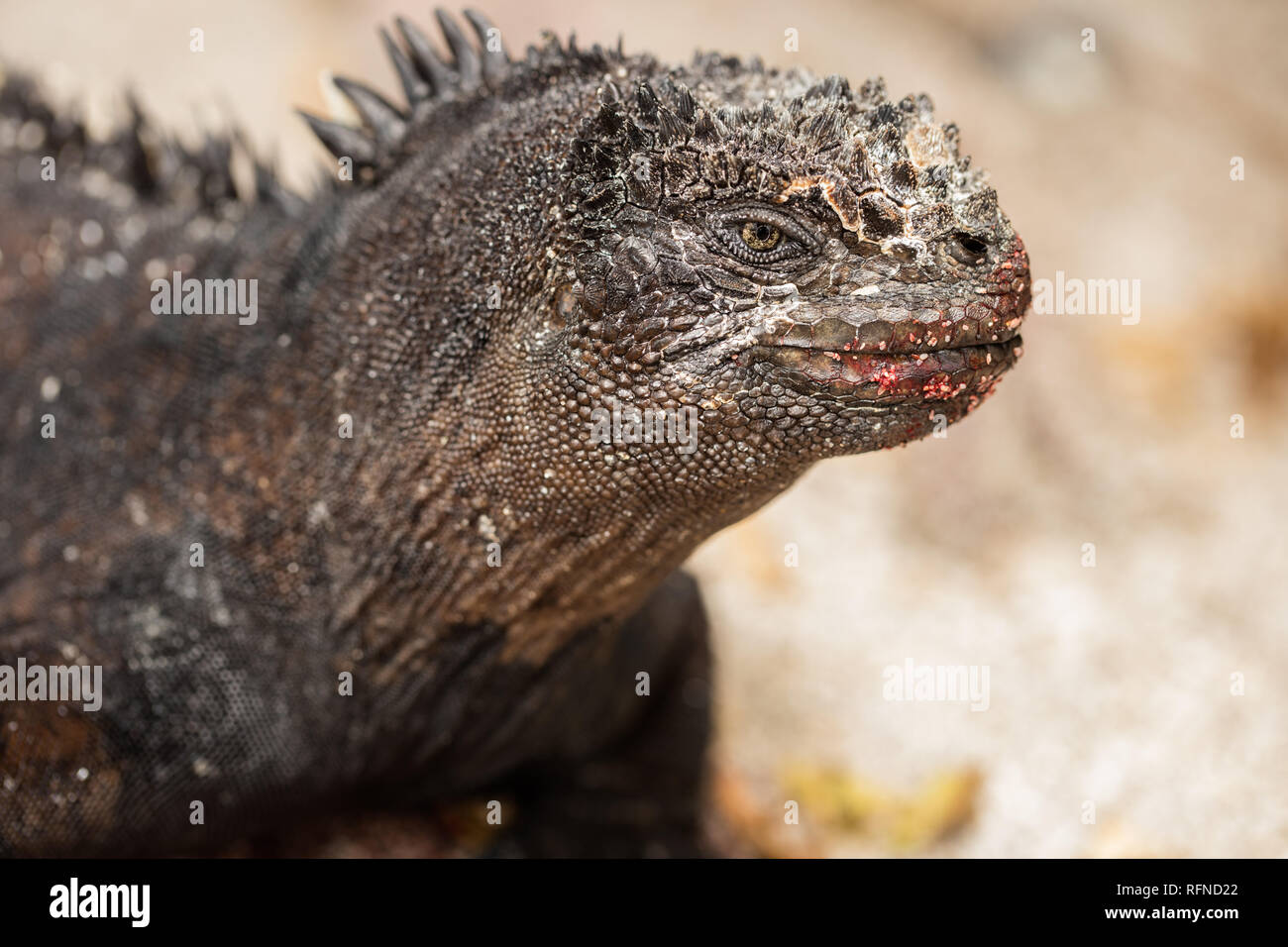 Marine Iguana close up. Blood on lips from munching on the placenta of ...
