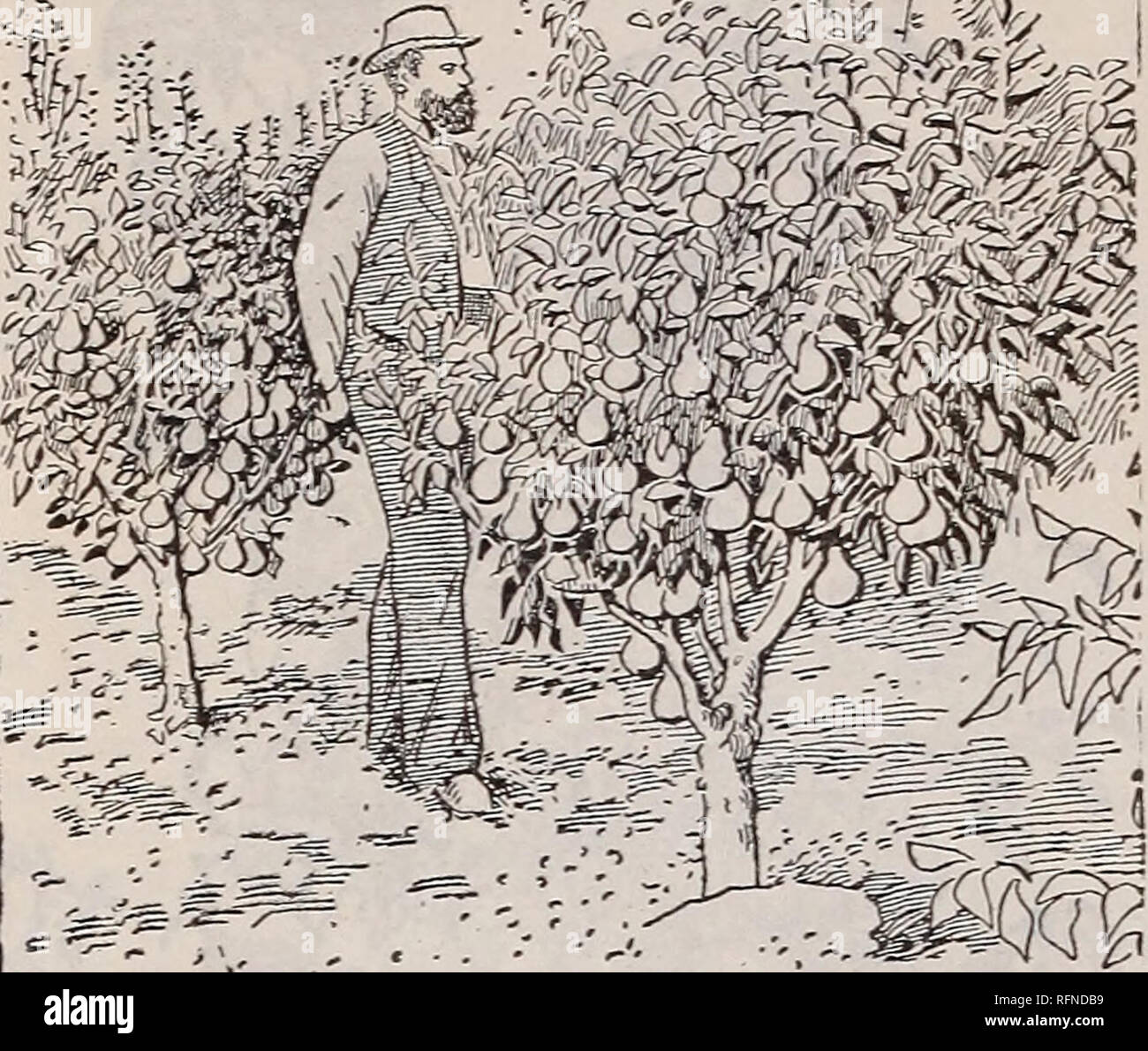 . Green's Nursery Co. : spring 1897. Nursery stock New York (State ...