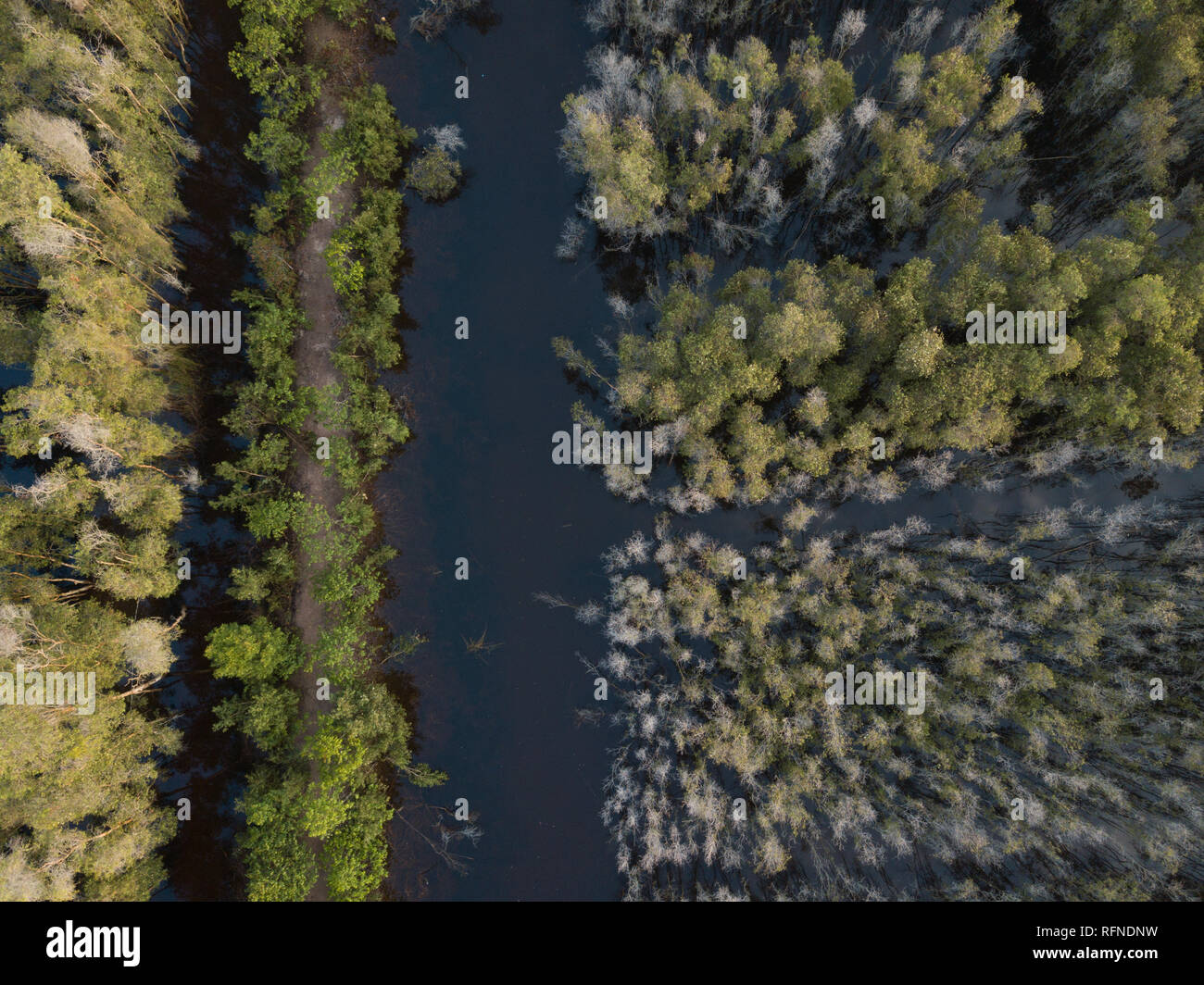 Aerial view of Melaleuca tree forest in Mekong Delta, Southern Vietnam ...