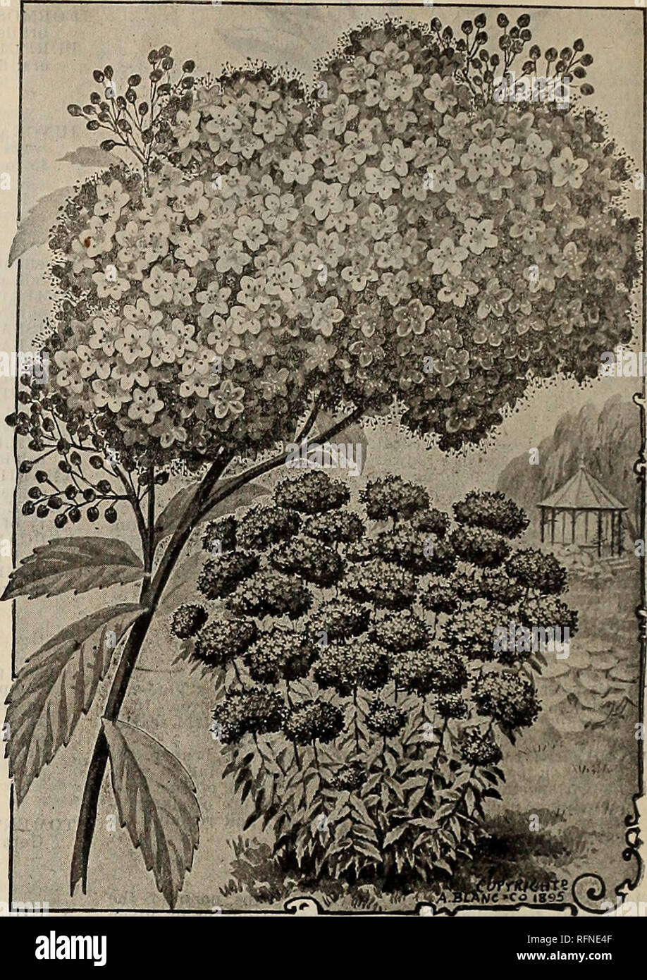 . Illustrated catalogue of plants, bulbs, trees, etc.. Nurseries ...