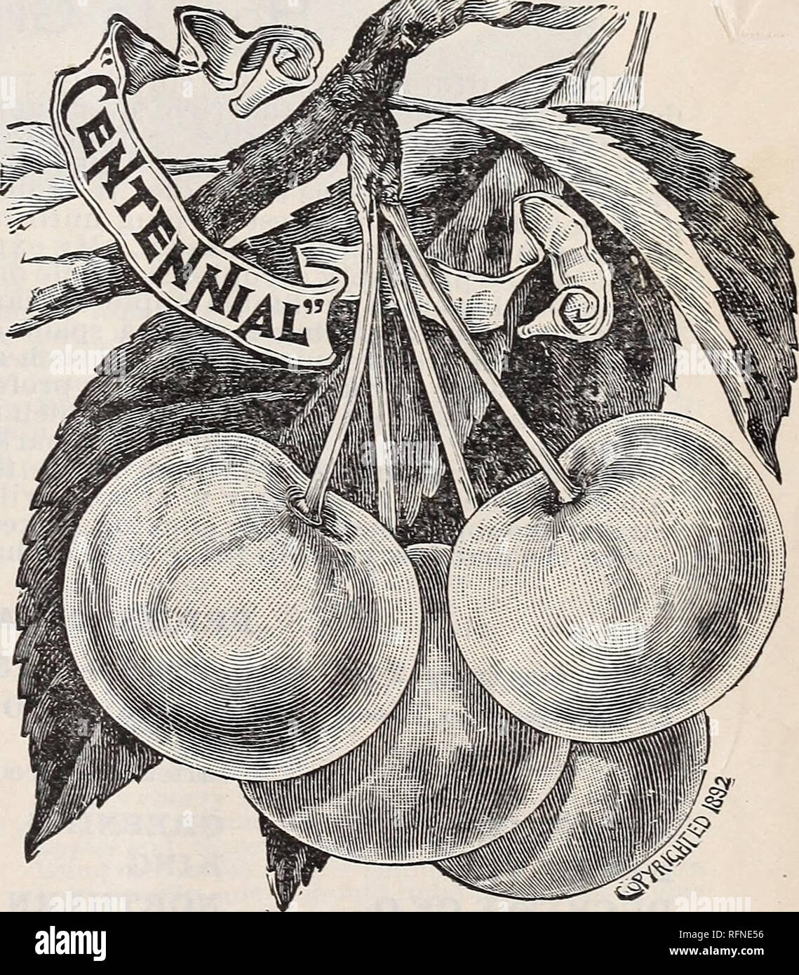 Centennial cherry tree hi-res stock photography and images - Alamy