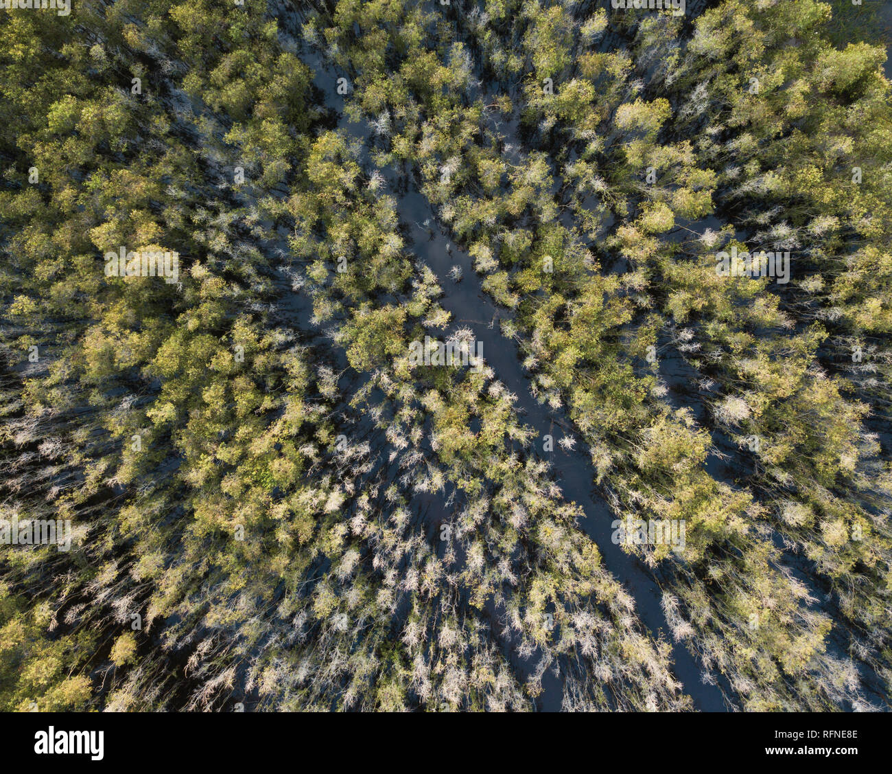 Aerial view of Melaleuca tree forest in Mekong Delta, Southern Vietnam ...