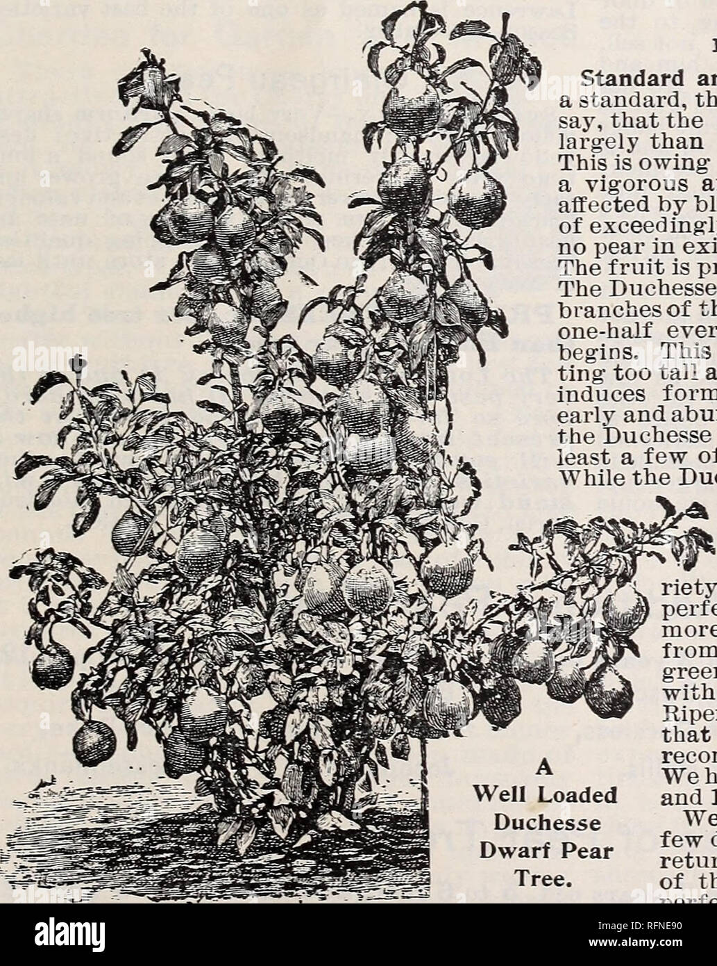 . Green's Nursery Co. : [catalogue]. Nursery stock New York (State ...