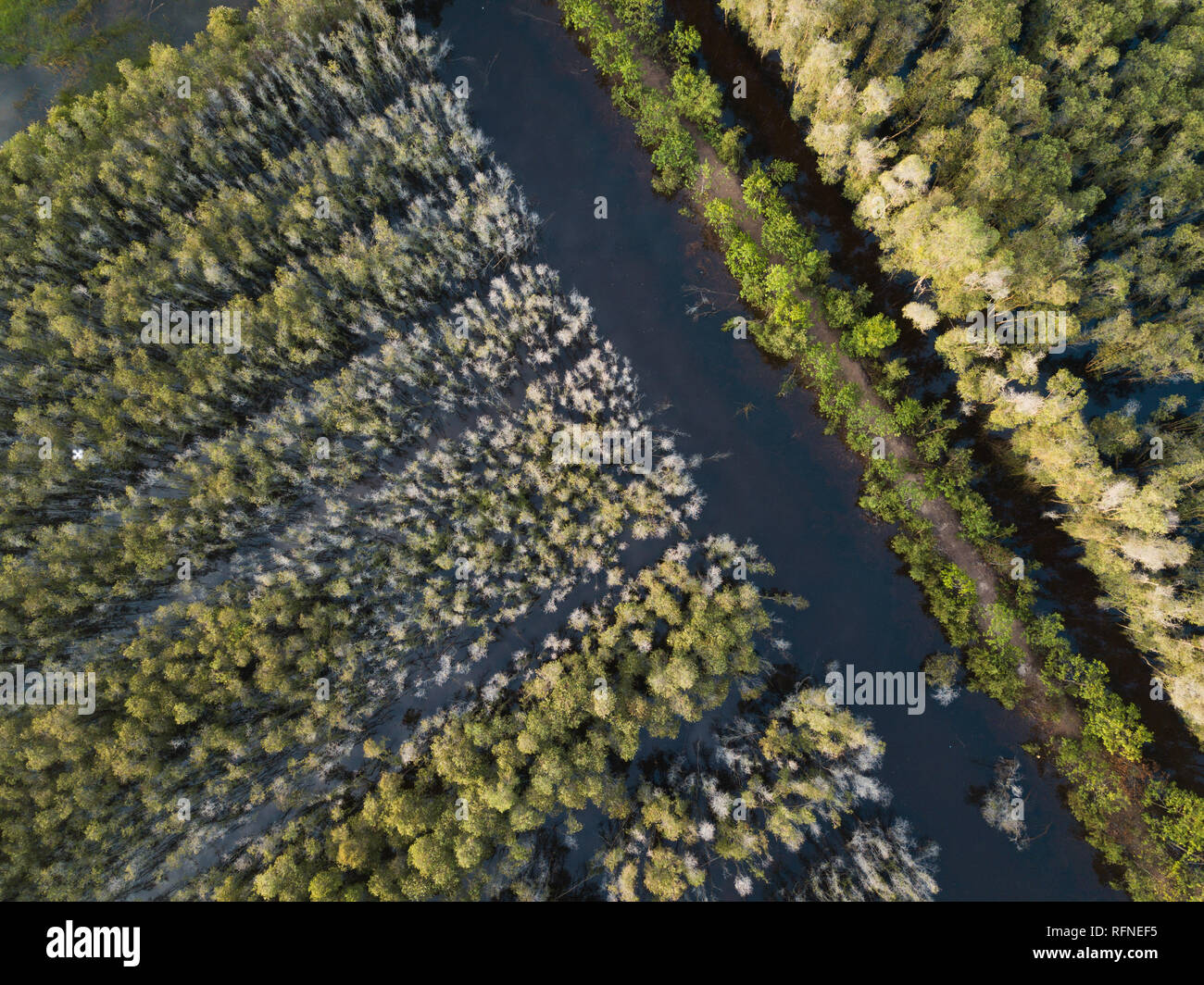 Aerial view of Melaleuca tree forest in Mekong Delta, Southern Vietnam ...