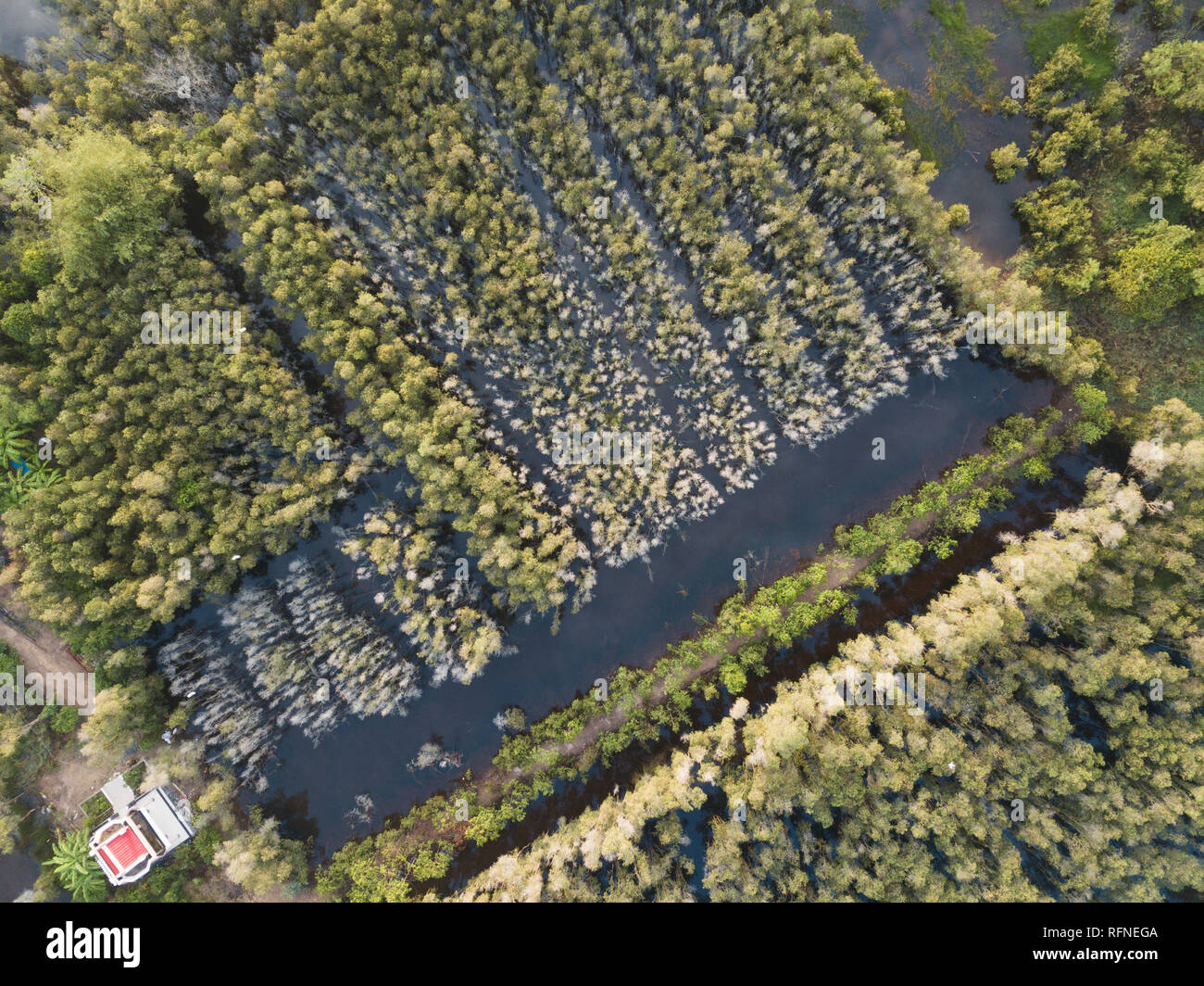 Aerial view of Melaleuca tree forest in Mekong Delta, Southern Vietnam ...