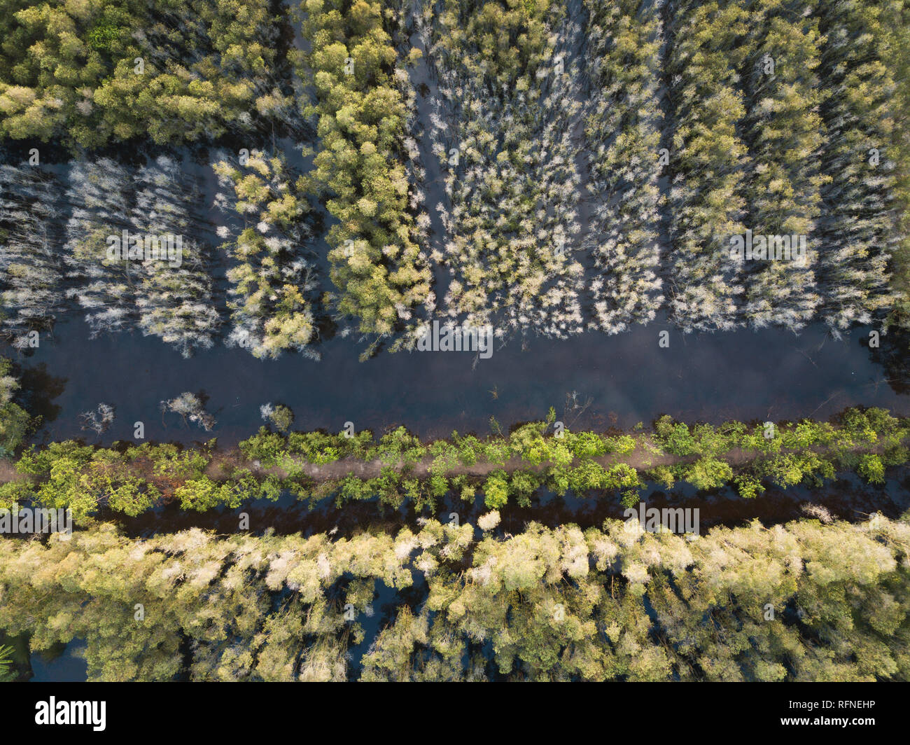 Aerial view of Melaleuca tree forest in Mekong Delta, Southern Vietnam ...