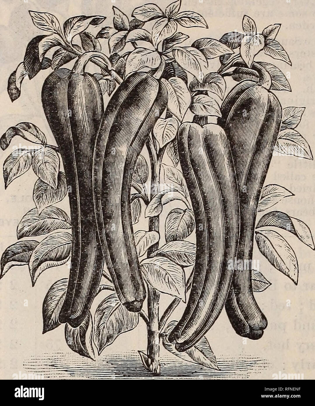 Elephant's trunk pepper hi-res stock photography and images - Alamy