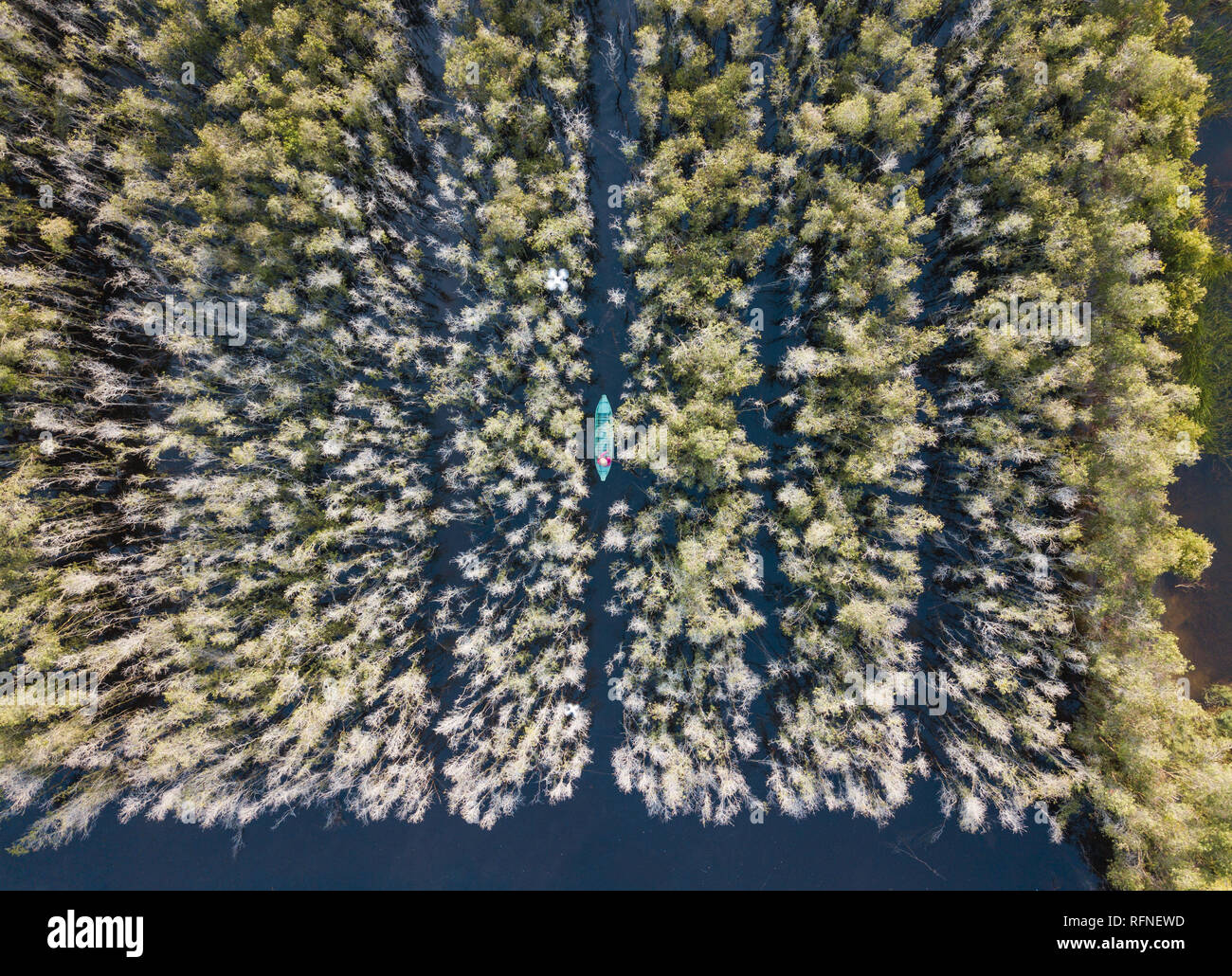 Aerial view of wooden boat at Melaleuca tree forest in Mekong Delta ...