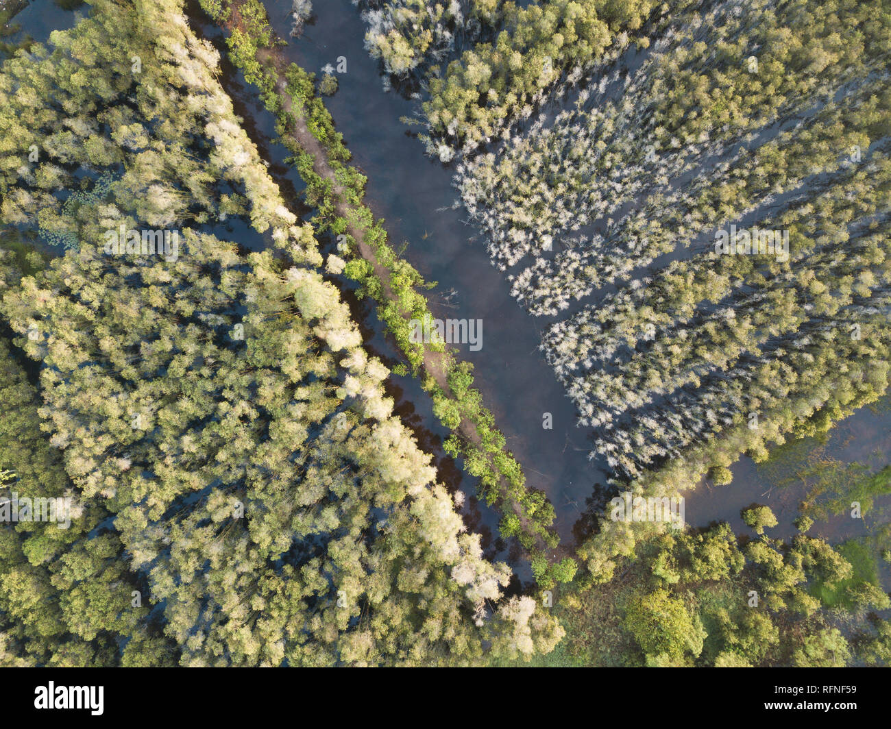 Aerial view of Melaleuca tree forest in Mekong Delta, Southern Vietnam ...
