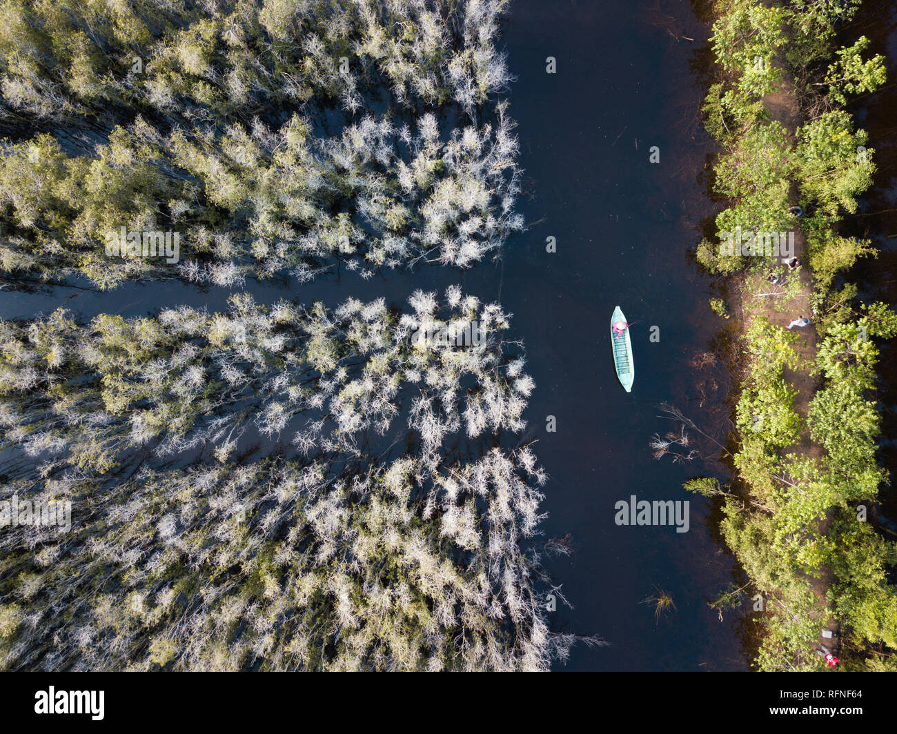 Aerial view of wooden boat at Melaleuca tree forest in Mekong Delta ...