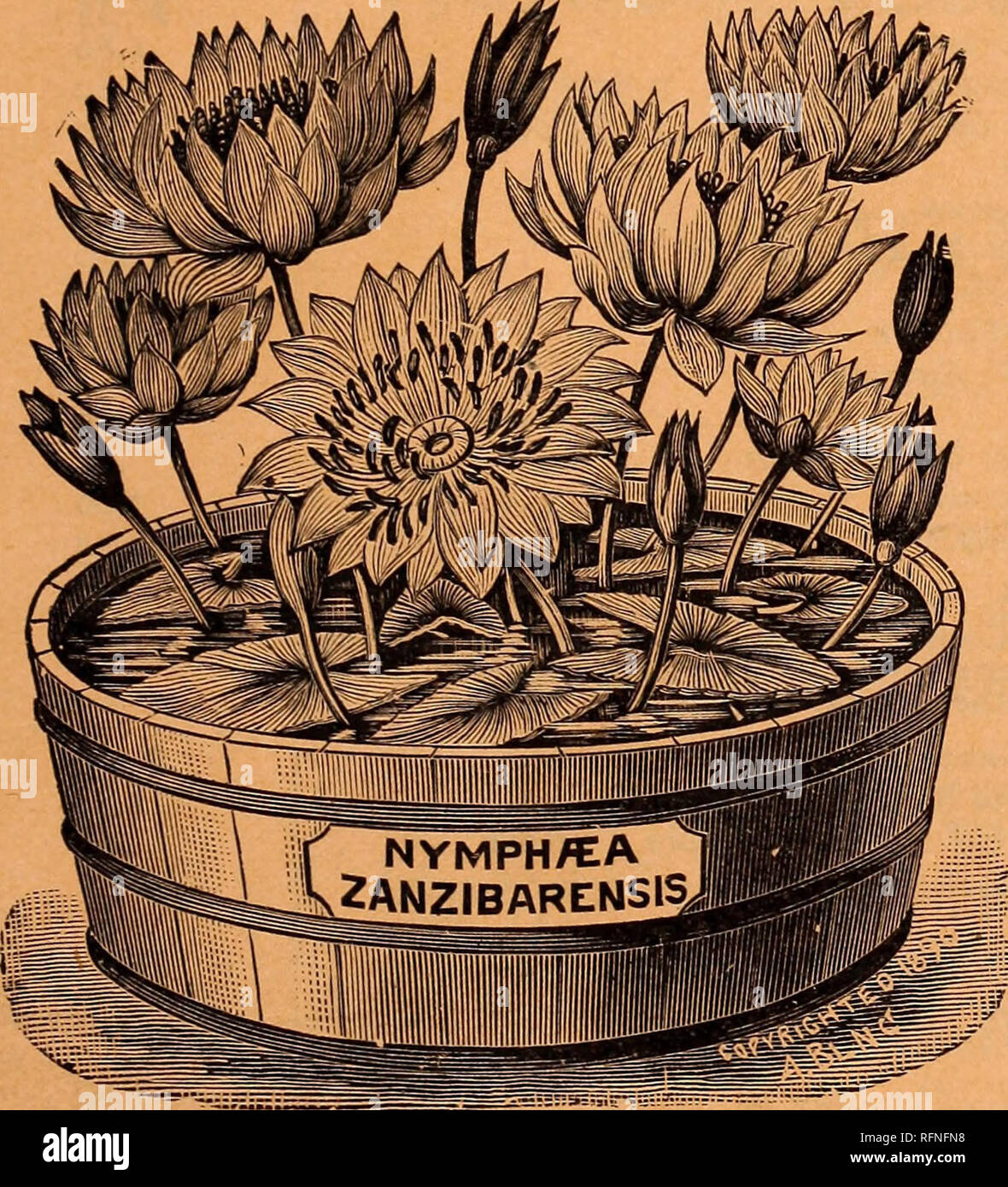 Nymphaea chromatella hi-res stock photography and images - Alamy