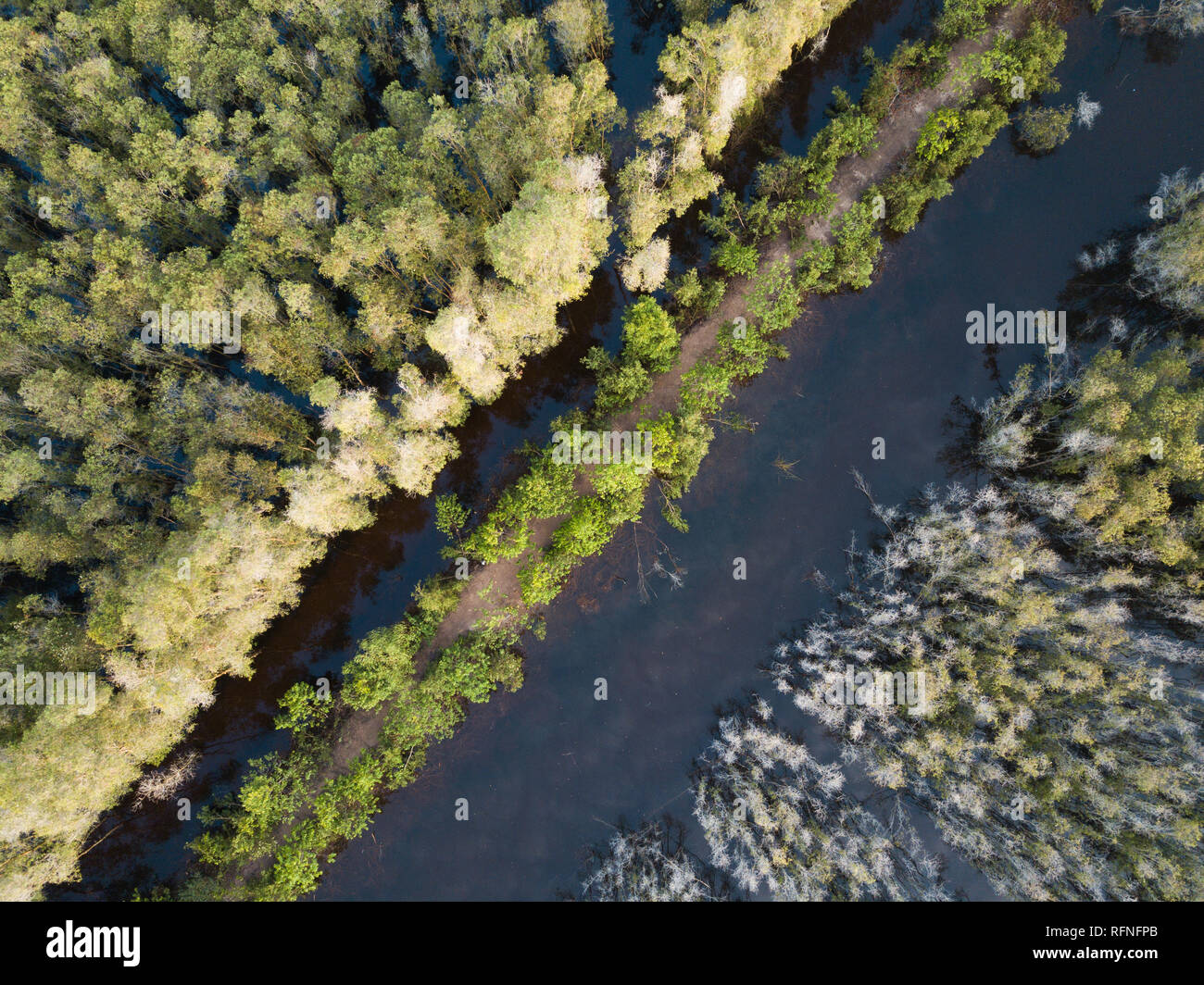 Aerial view of Melaleuca tree forest in Mekong Delta, Southern Vietnam ...