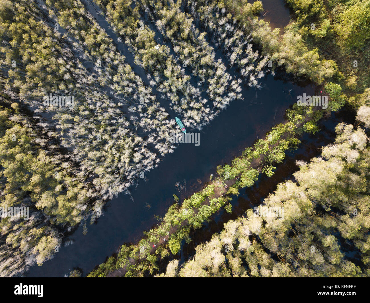 Aerial view of Melaleuca tree forest in Mekong Delta, Southern Vietnam ...