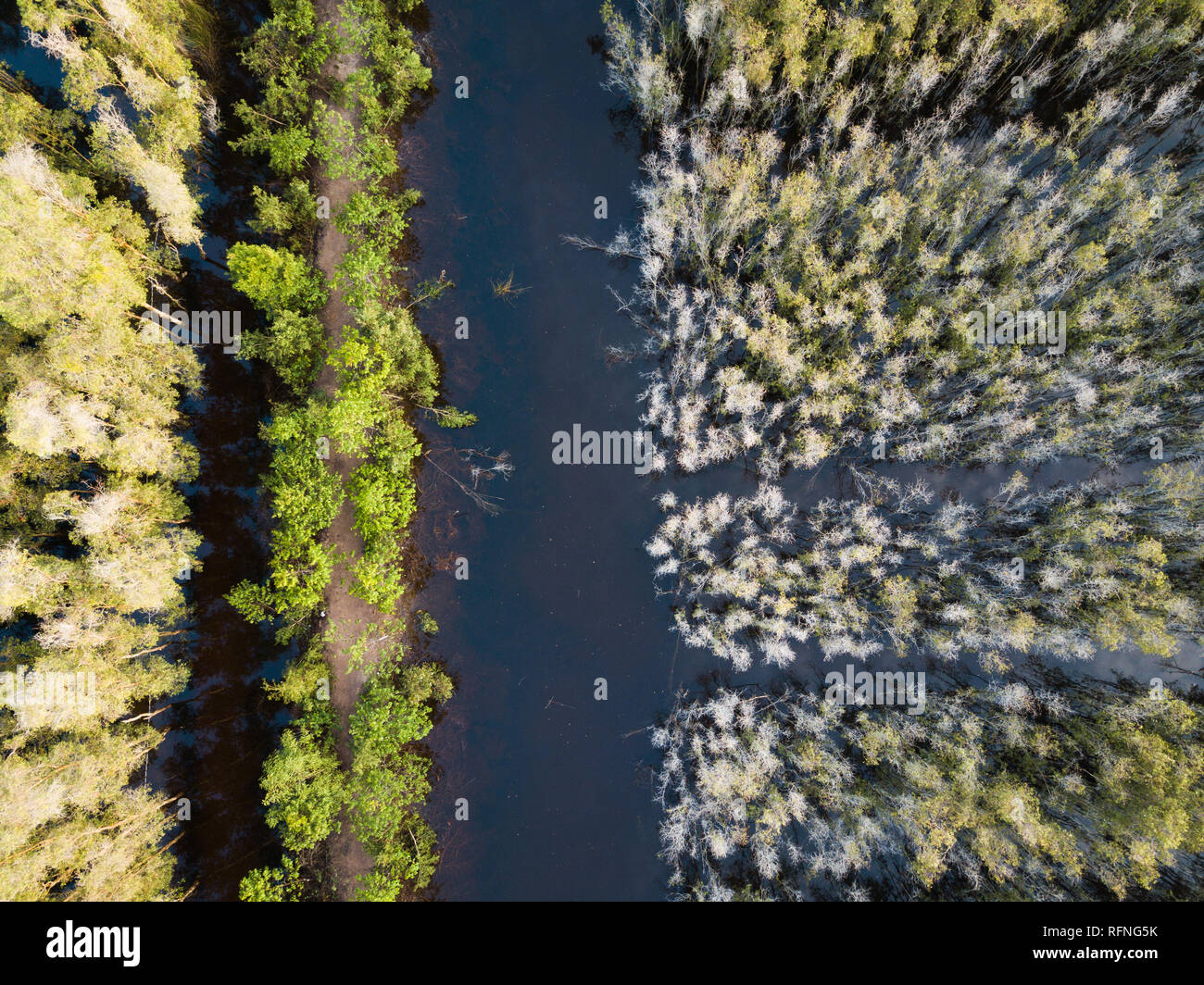 Aerial view of Melaleuca tree forest in Mekong Delta, Southern Vietnam ...
