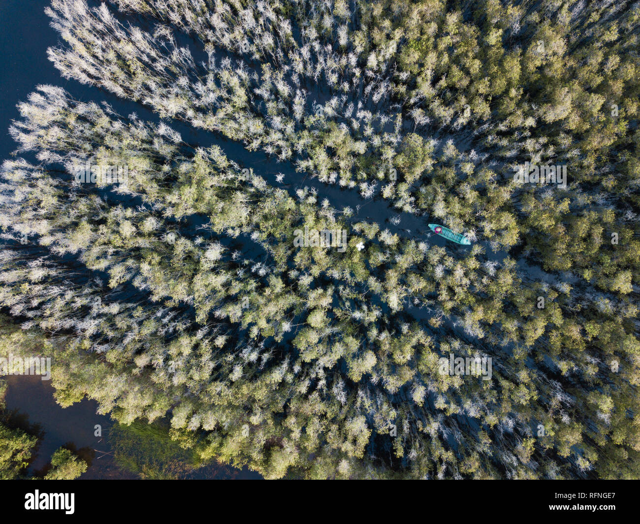 Aerial view of wooden boat at Melaleuca tree forest in Mekong Delta ...