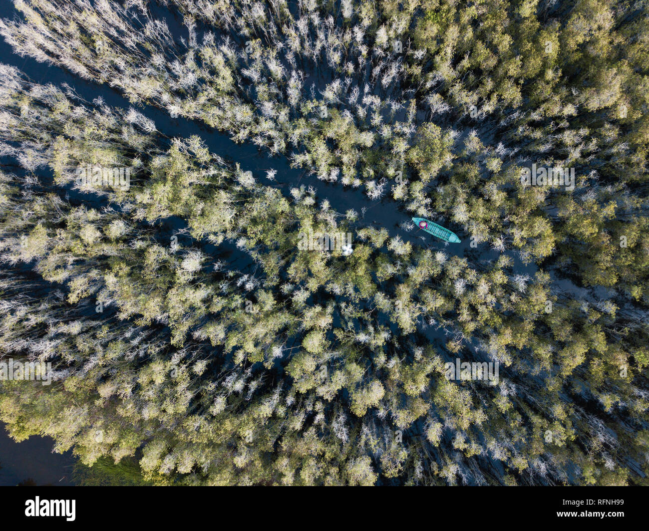 Aerial view of wooden boat at Melaleuca tree forest in Mekong Delta ...
