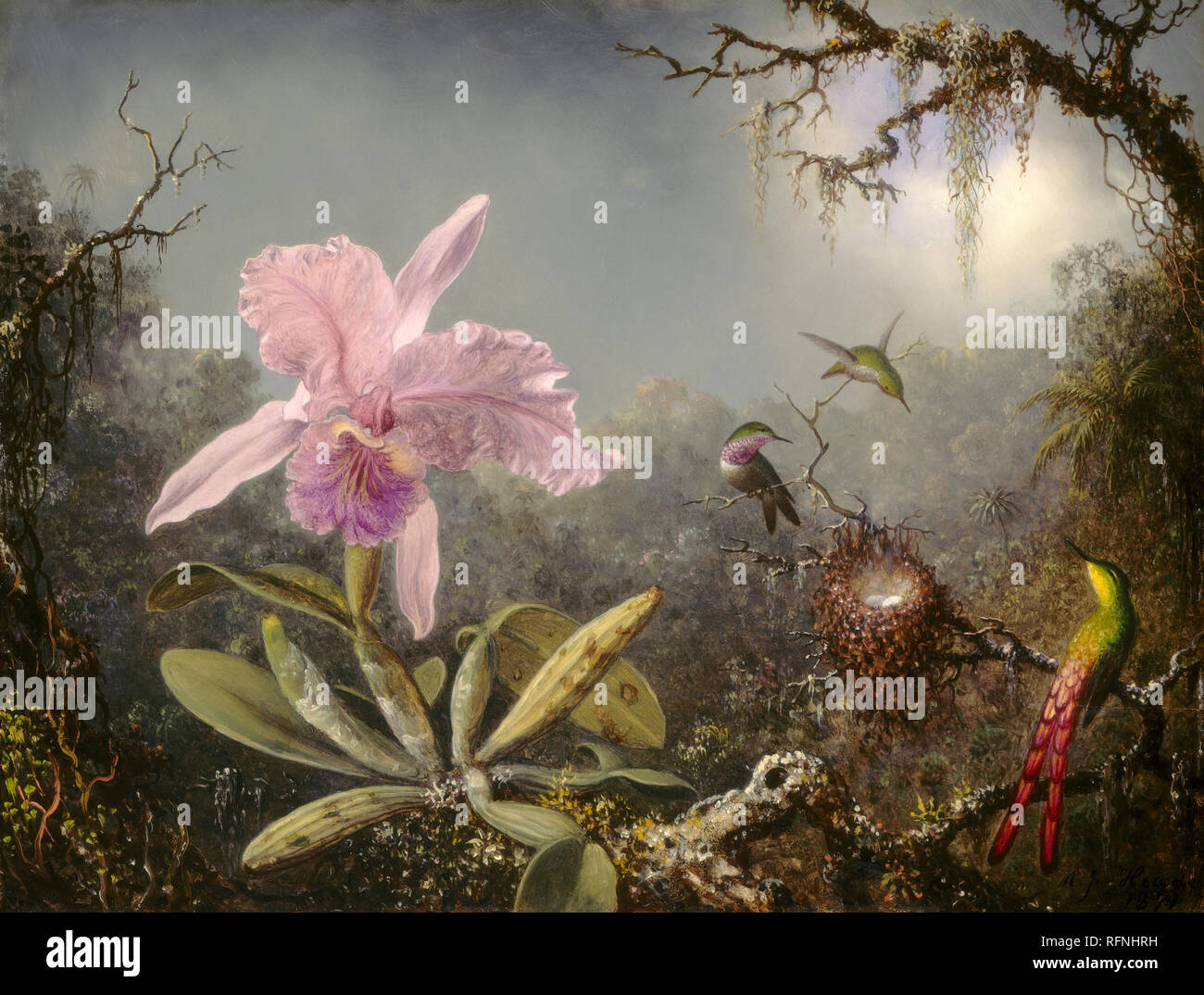 Three hummingbirds hi-res stock photography and images - Alamy