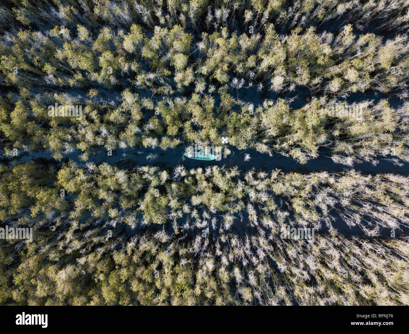 Aerial view of wooden boat at Melaleuca tree forest in Mekong Delta ...