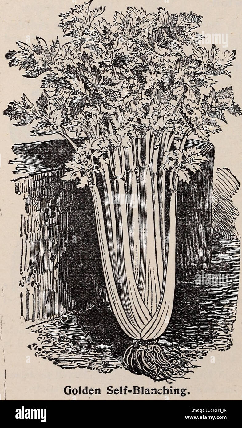 Seleri hi-res stock photography and images - Alamy