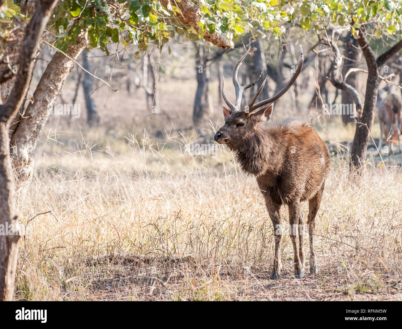 Sambar deer in Ranthambore National Park in Rajasthan, India Stock ...