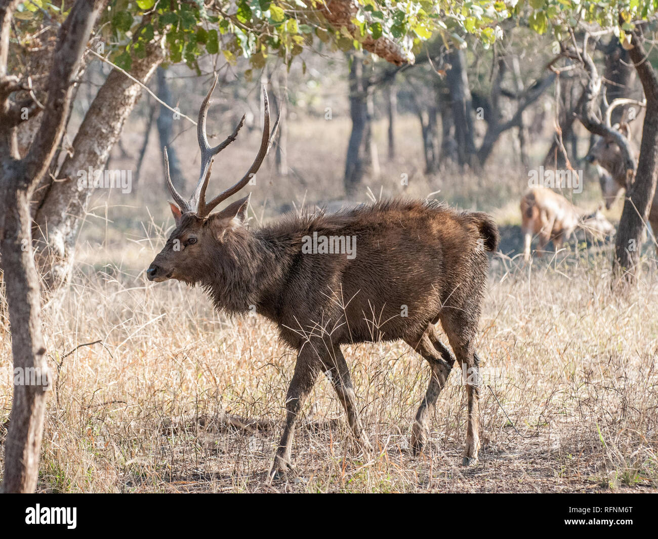 Ranthambore sambar deer hi-res stock photography and images - Alamy