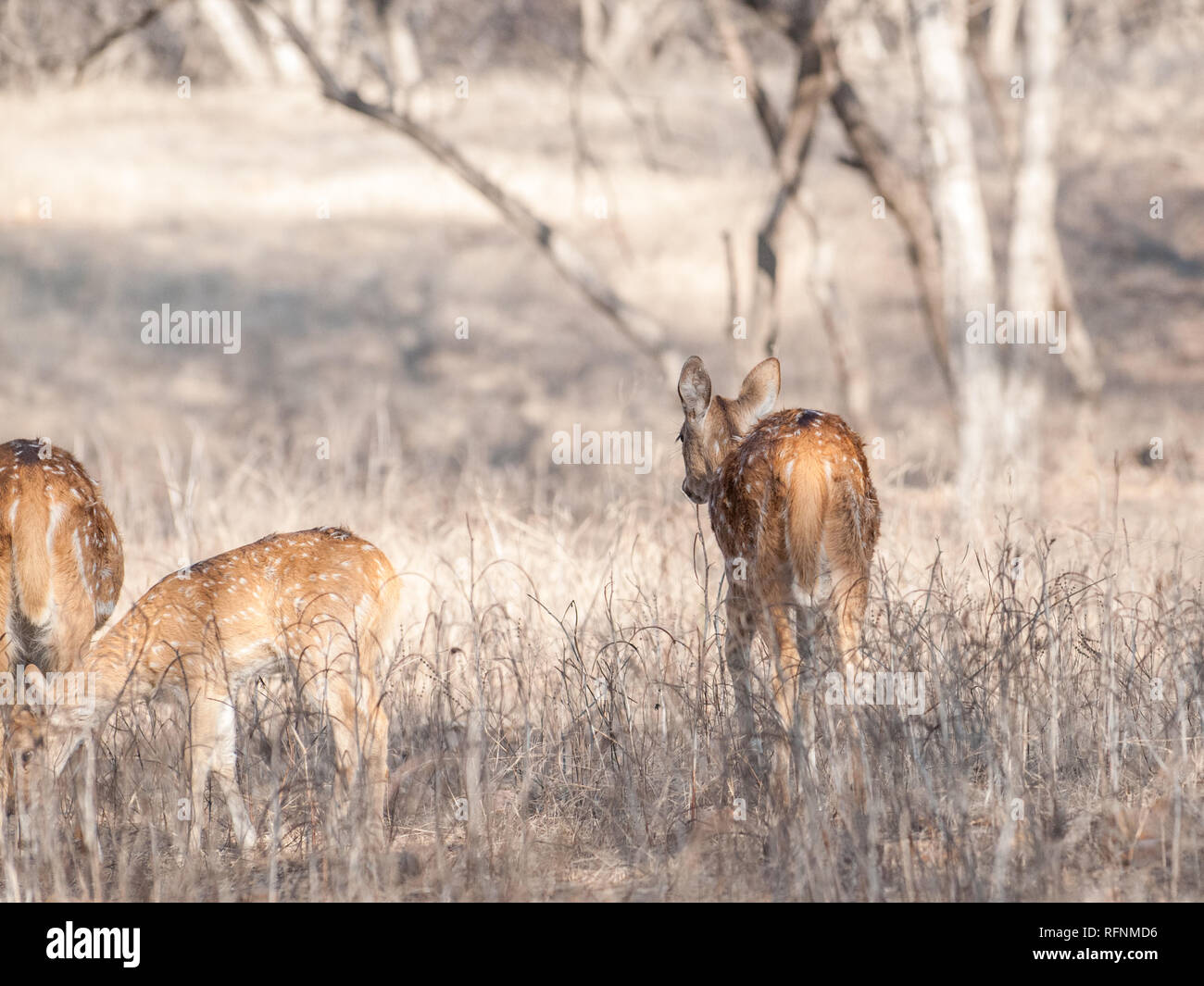Chital deer in Ranthambore National Park in Rajasthan, India Stock ...