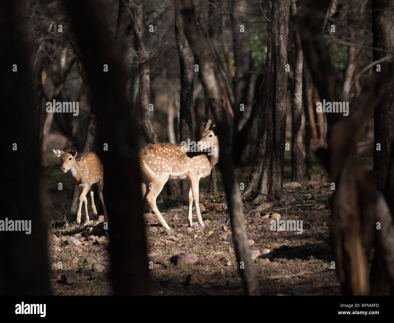Spotted deer ranthambore national park india hi-res stock photography ...