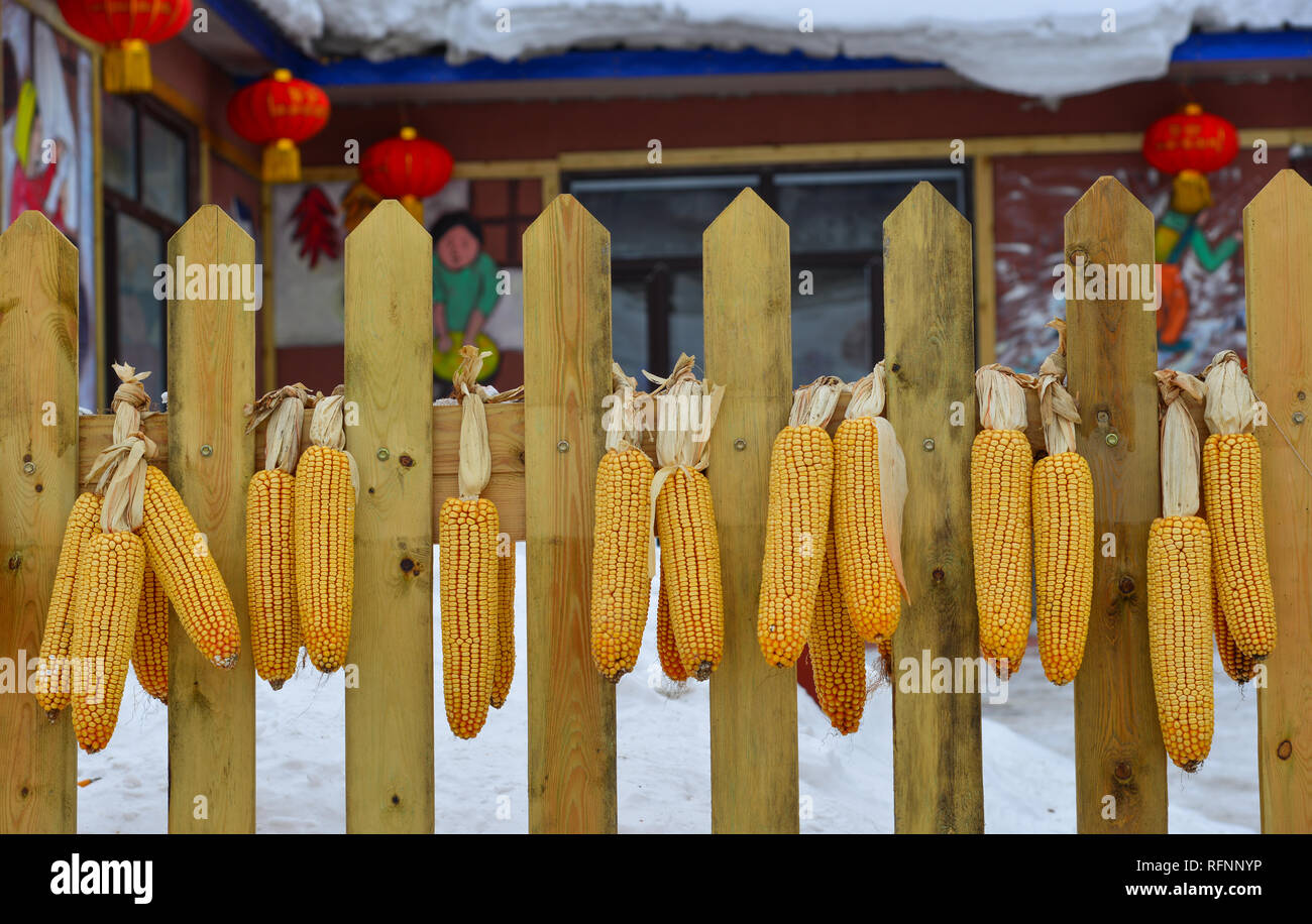 Ripe dried corn cobs hanging on the wall at snow village in ...