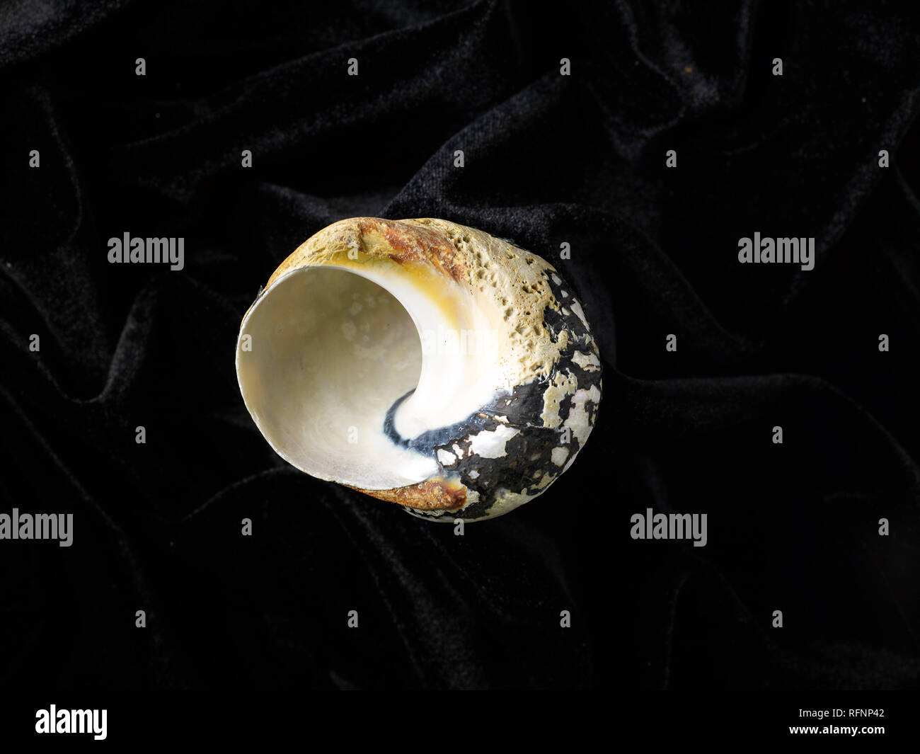 Colourful seashell still life Stock Photo - Alamy