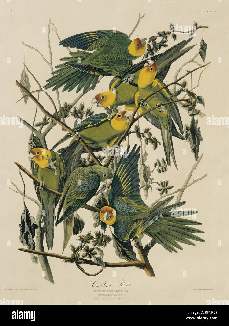 Jean jacques audubon hi-res stock photography and images - Alamy