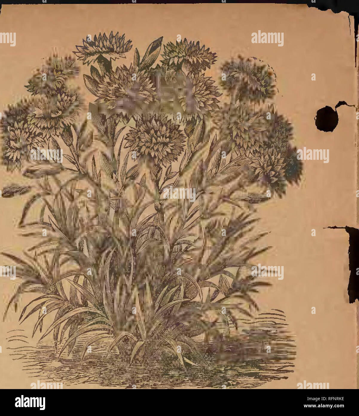 . Alneer Brothers seed & plant catalogue for 1897. Vegetables Seeds ...