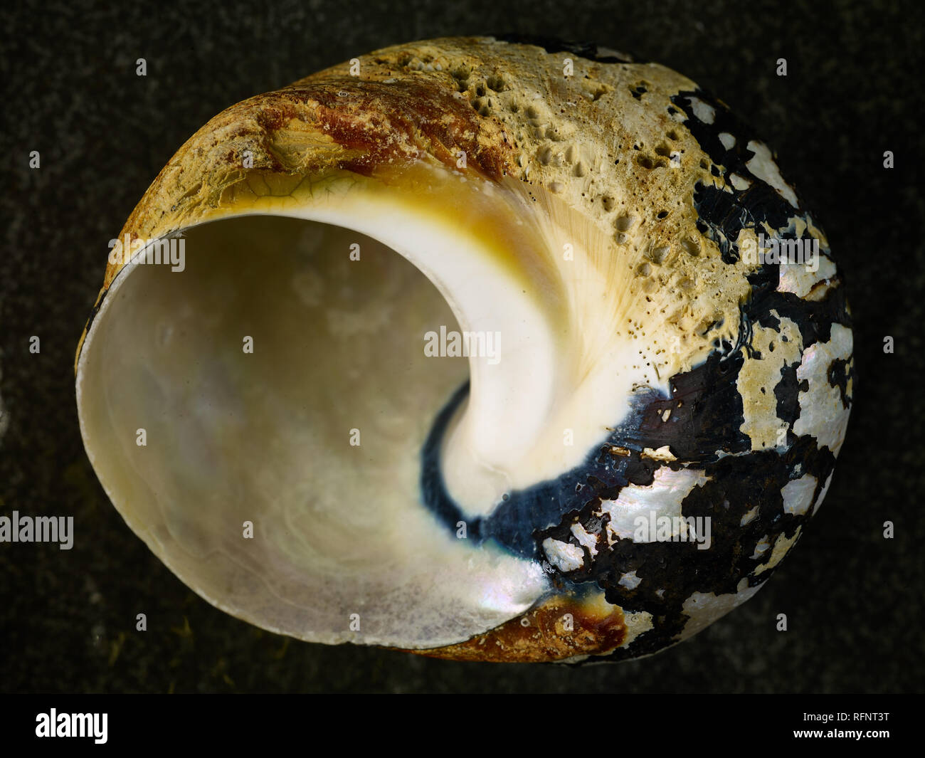Colourful seashell still-life against dark background Stock Photo - Alamy