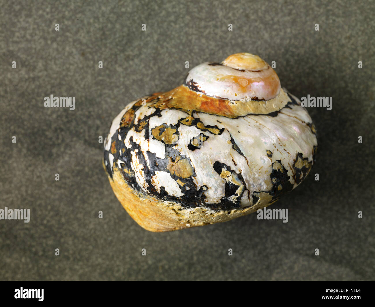 Colourful seashell still-life against dark background Stock Photo - Alamy