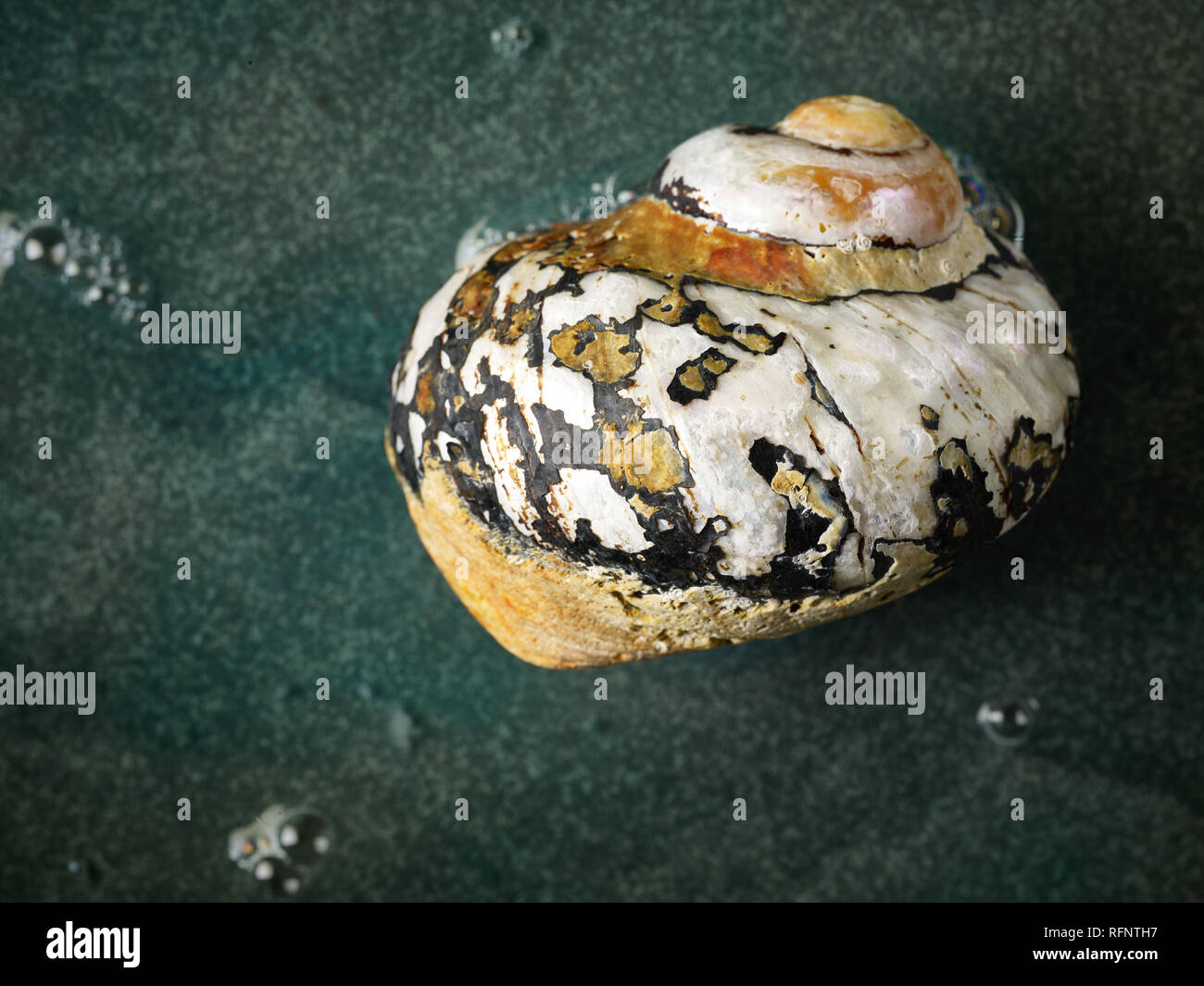 Colourful seashell still-life against dark background Stock Photo - Alamy