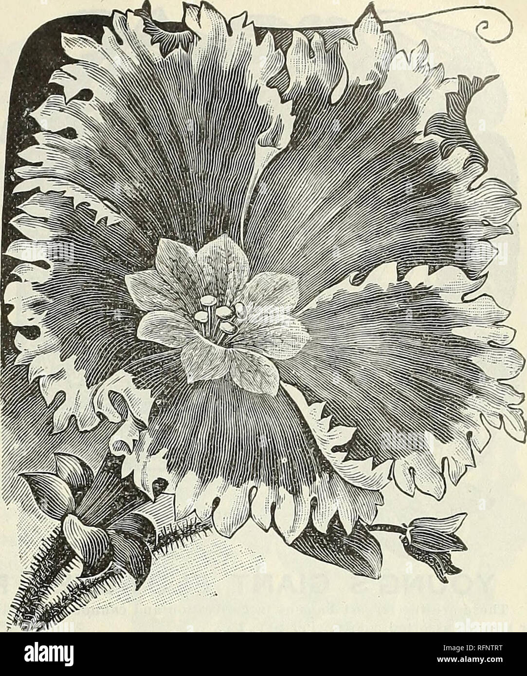 Fringed lip hi-res stock photography and images - Alamy