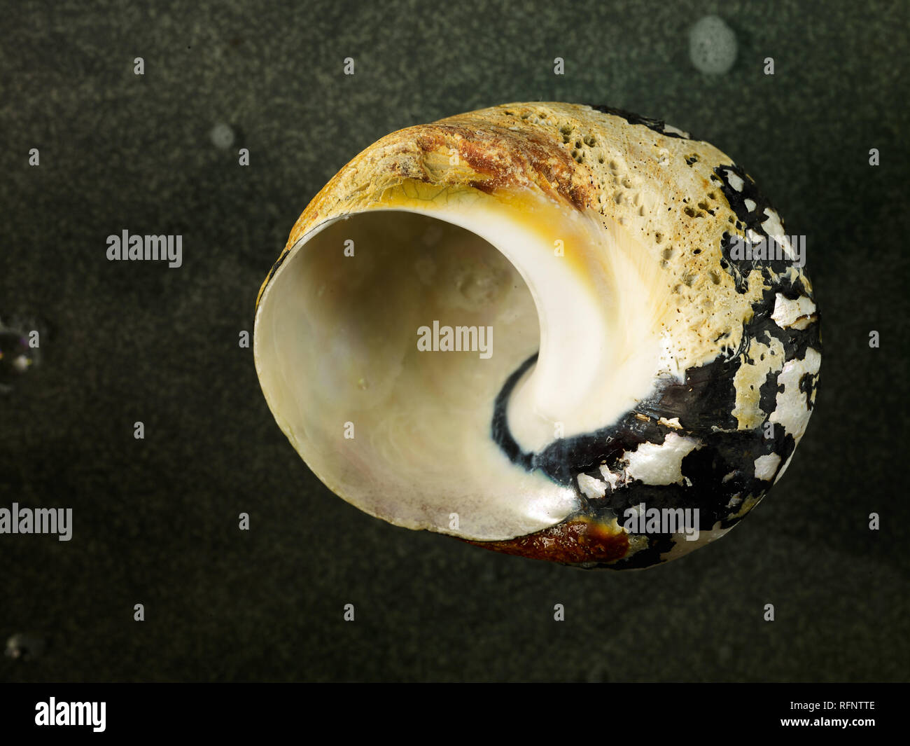 Colourful seashell still-life against dark background Stock Photo - Alamy