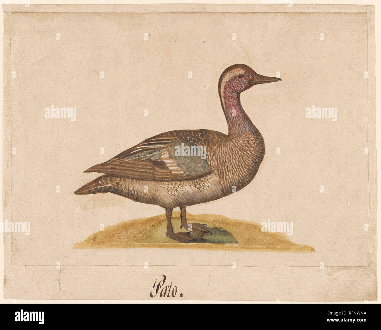 16th Century Animal Drawing High Resolution Stock Photography and ...