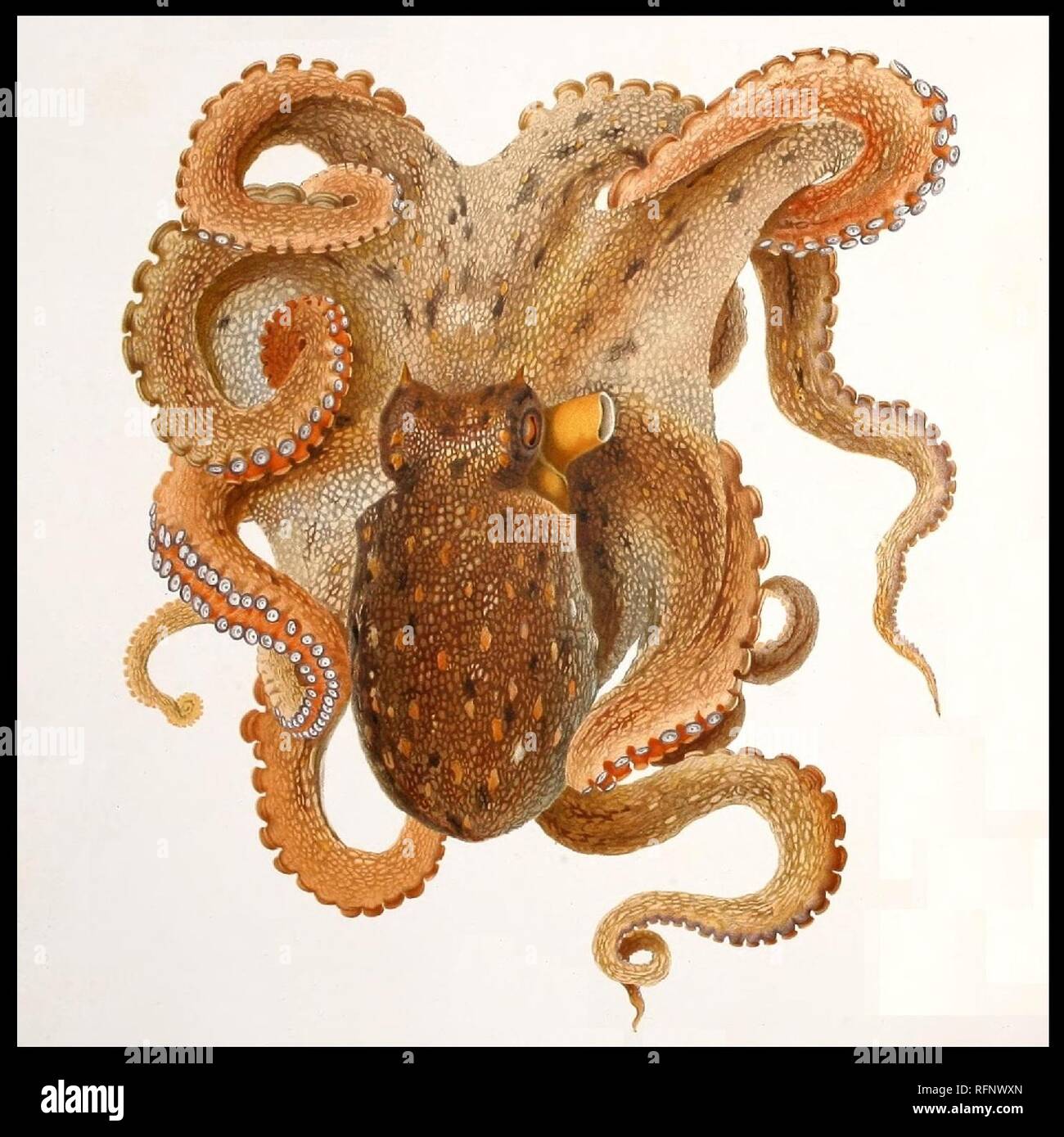 Zebra Octopus High Resolution Stock Photography and Images - Alamy