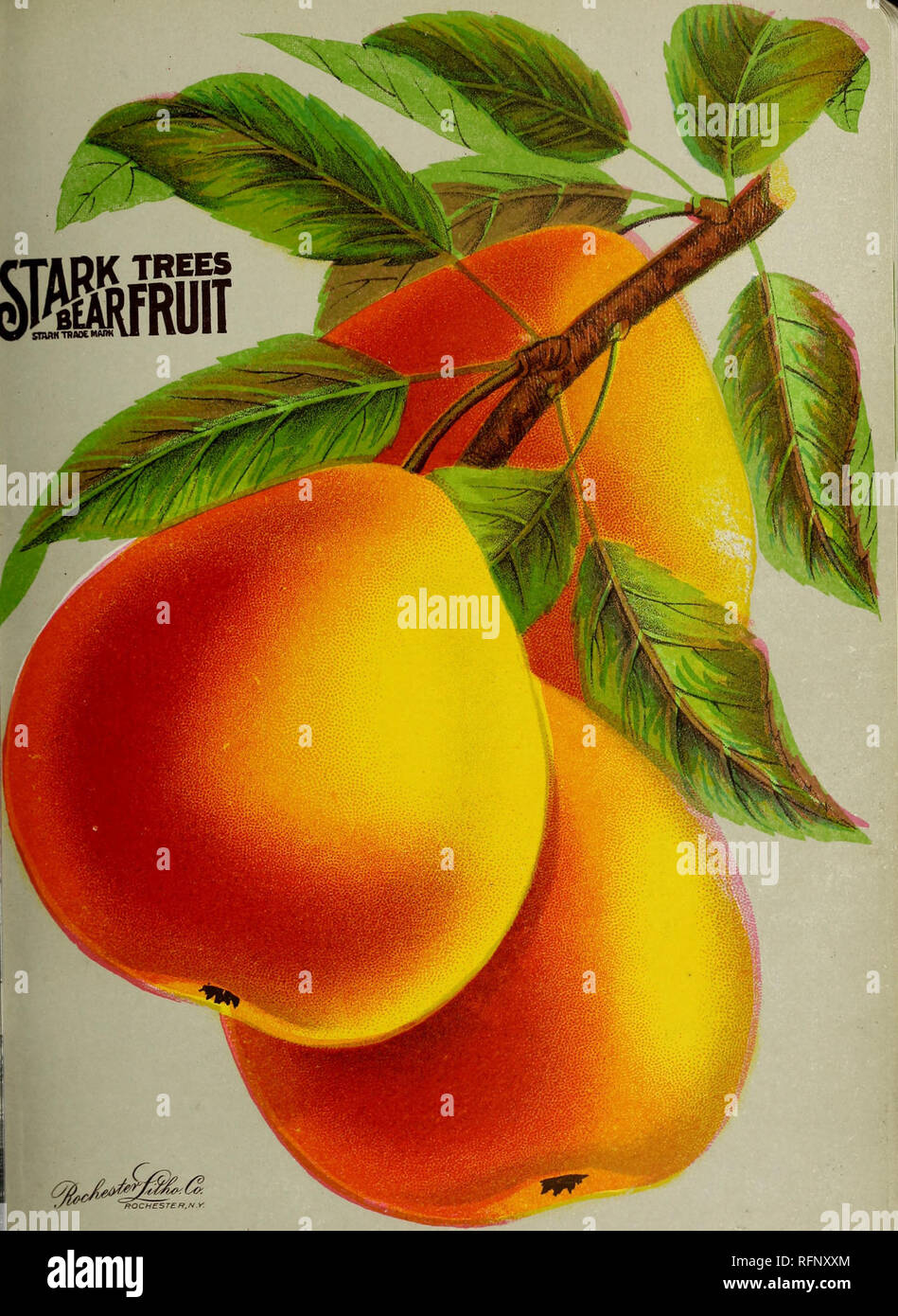 . Stark fruits. Nurseries (Horticulture) Missouri Louisiana Catalogs ...