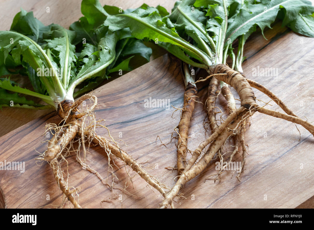 Dandelion roots with leaves on a table Stock Photo - Alamy