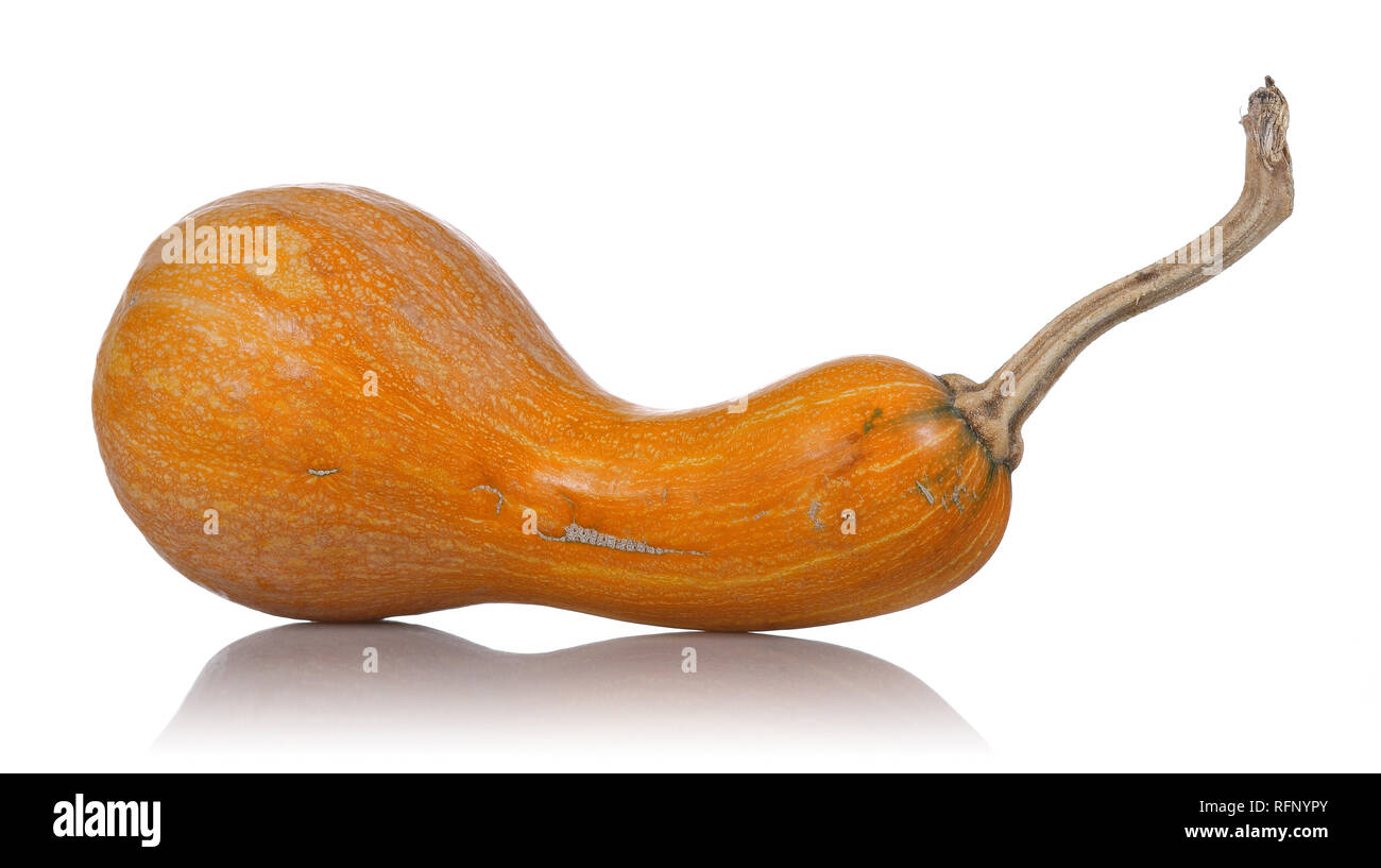 Whole squash isolated on white background Stock Photo - Alamy