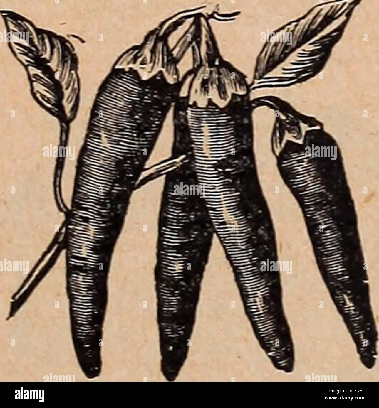 . Pearce's seeds, 1896. Nursery stock Ontario Catalogs; Flowers Seeds ...