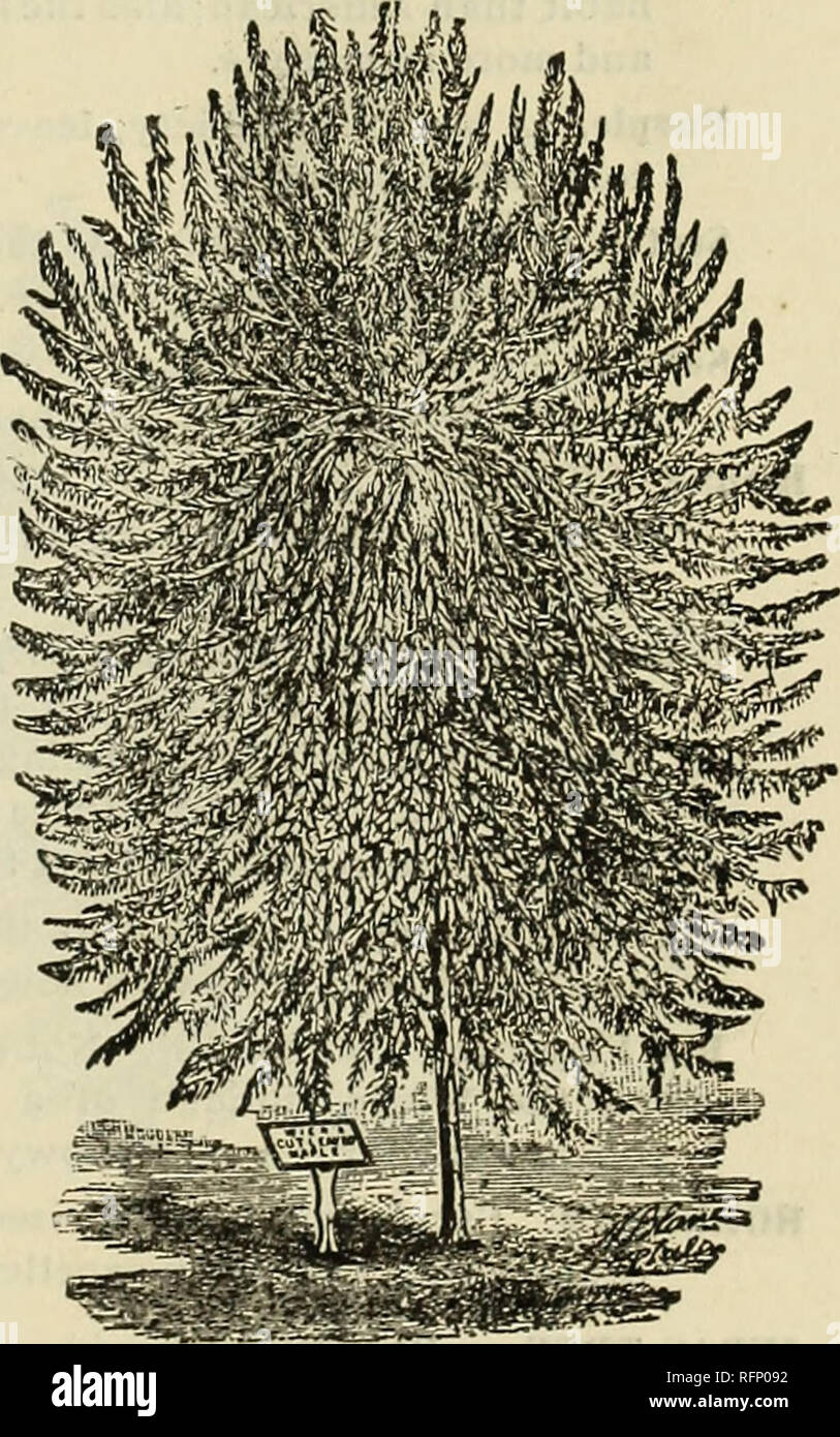 Dwarf ash tree fraxinus excelsior hi-res stock photography and images ...
