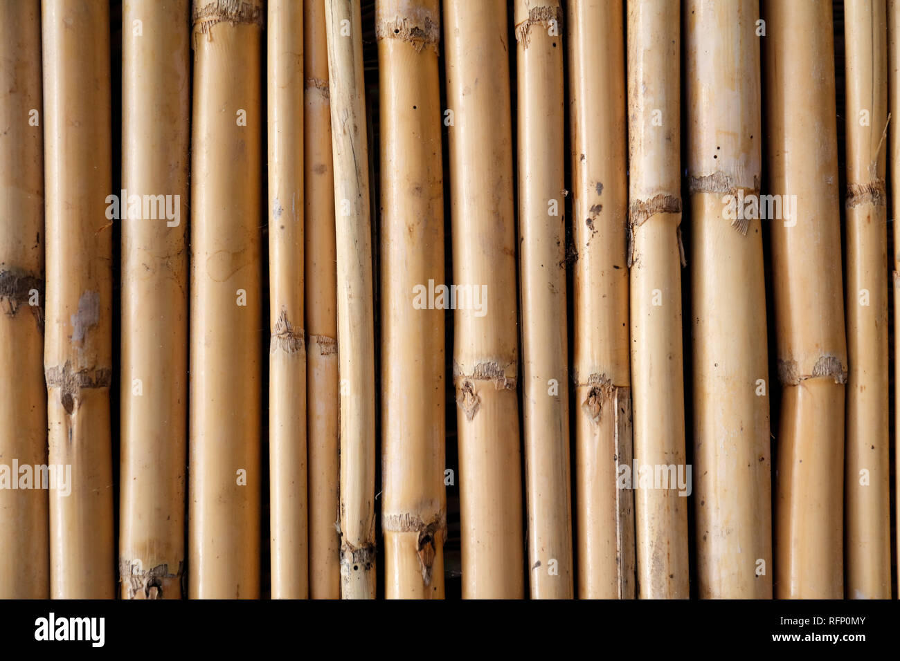 Background of dry reeds, full frame Stock Photo - Alamy