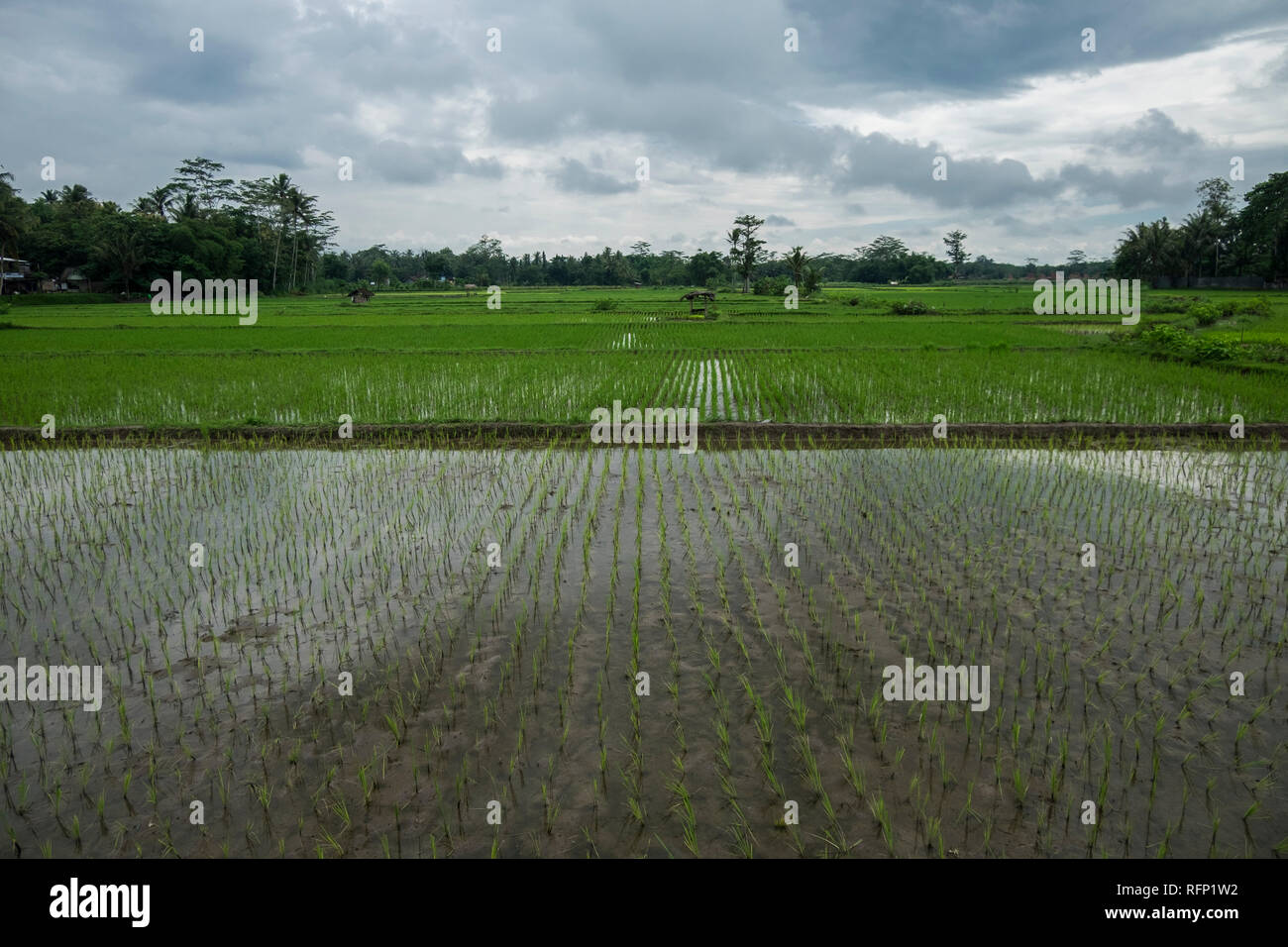 A view of rice paddies after a hard rain in Borobudur, Java, Indonesia ...