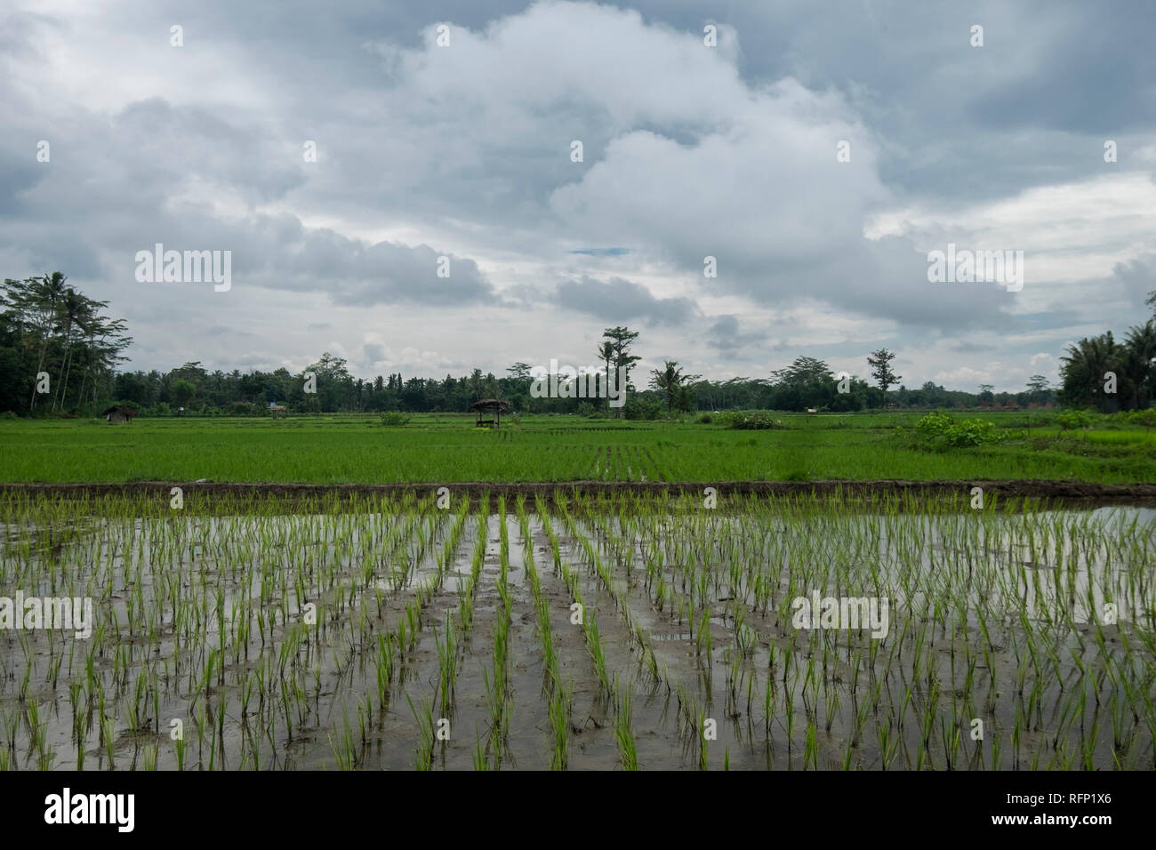 Java Indonesia Rice Paddies High Resolution Stock Photography and ...