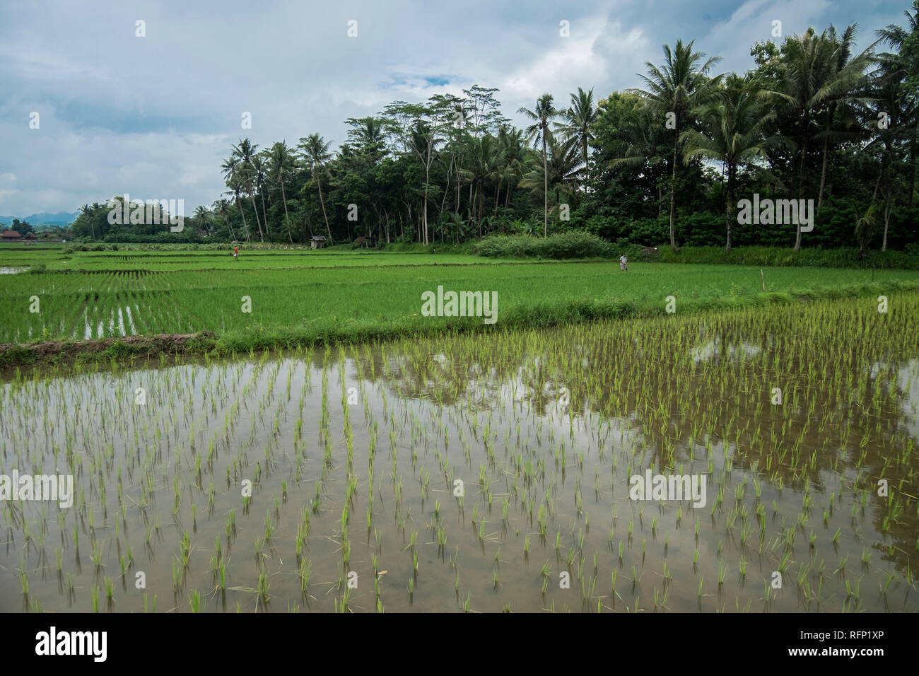 Paddy Field After Rice Crop High Resolution Stock Photography and ...