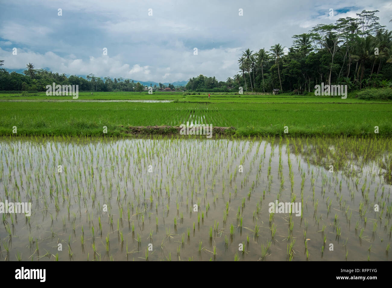 A view of rice paddies after a hard rain in Borobudur, Java, Indonesia ...