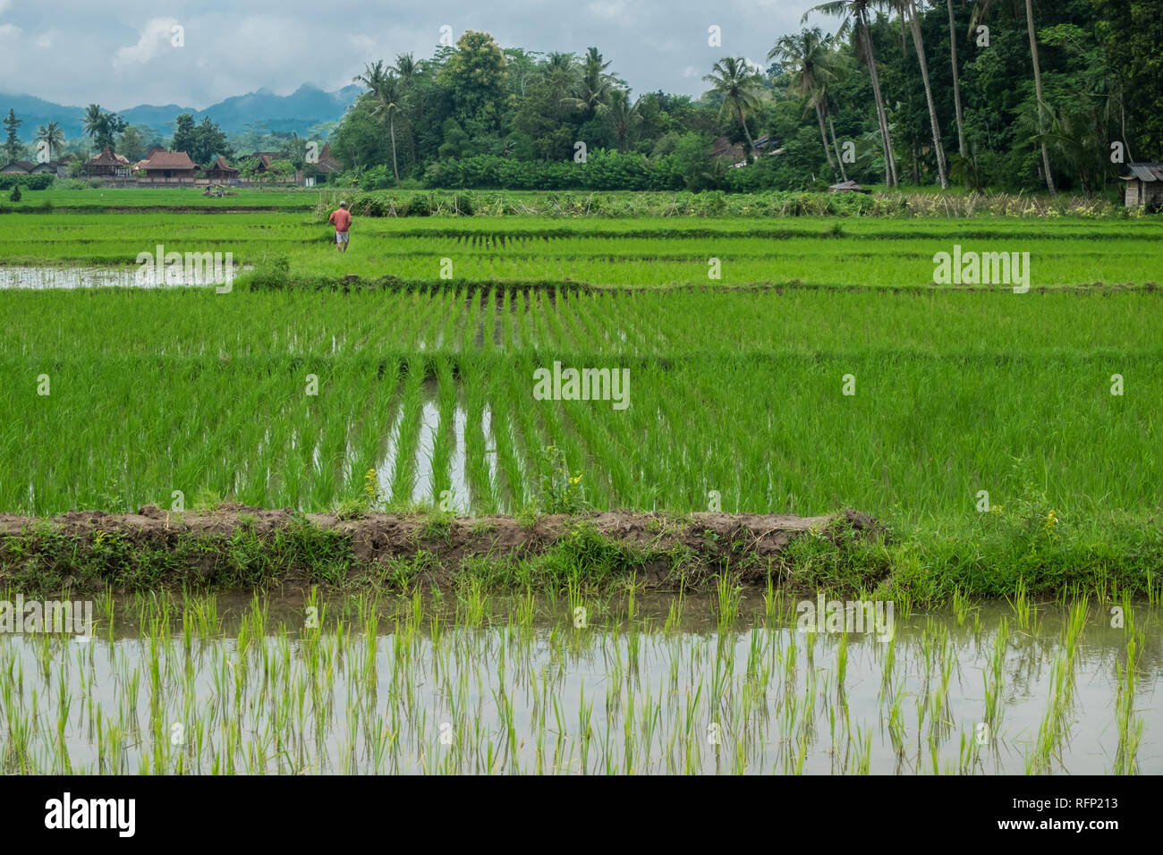A view of rice paddies after a hard rain in Borobudur, Java, Indonesia ...